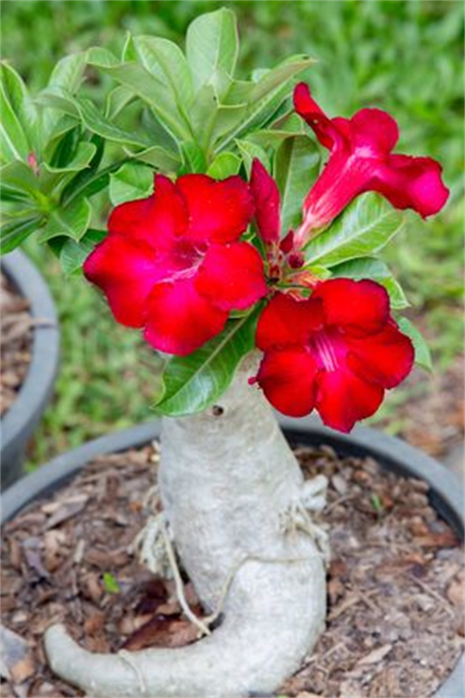 Wonderful Large Desert Rose, Desert Rose Bulk Enjoyable Perennial ...