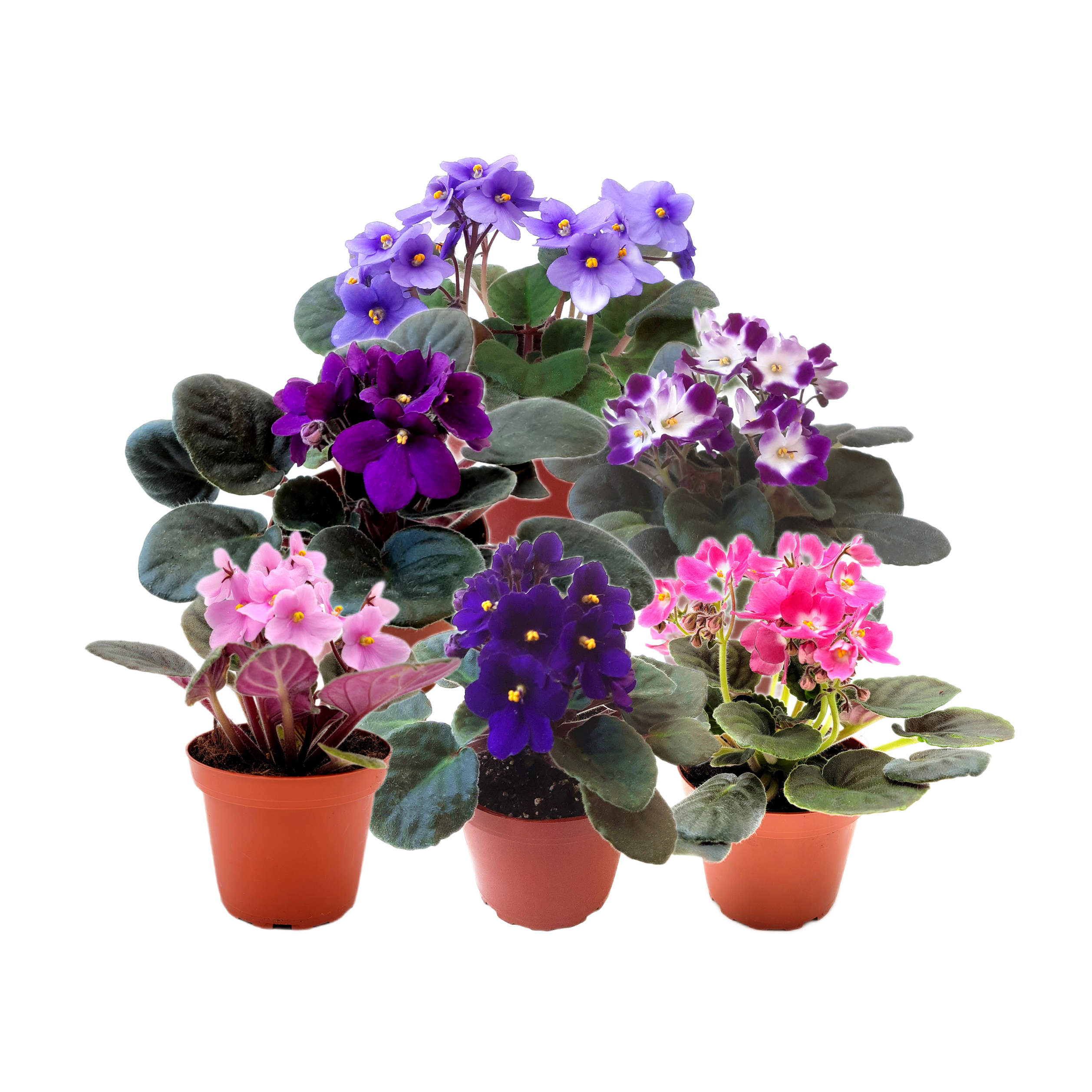 Wonderland Flora African Violet Live Plants in 4" Grower Pots (6 Count ...