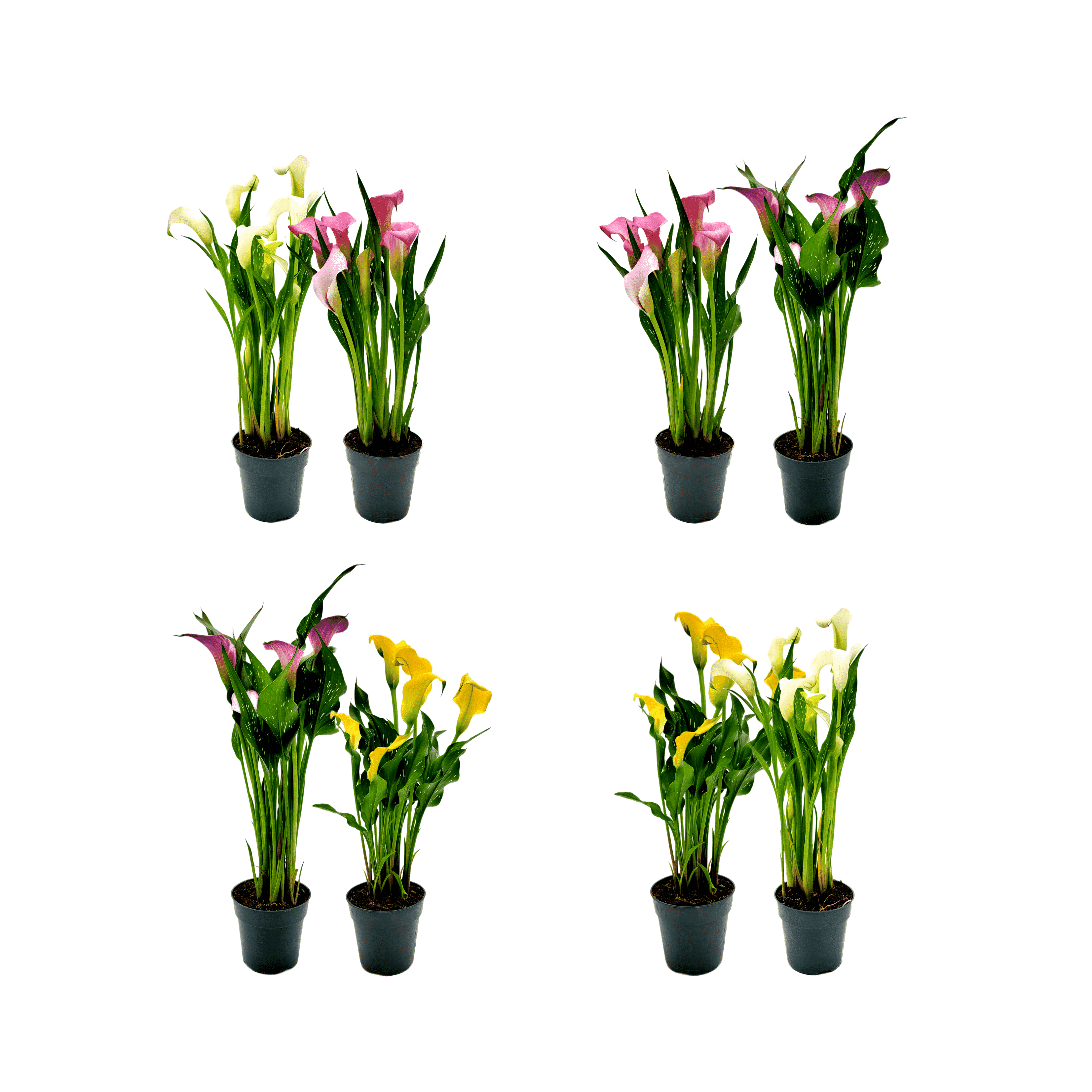 Twin-Pack 4.5 inch Calla Lilies, Indoor/Outdoor Live Plant, Long ...