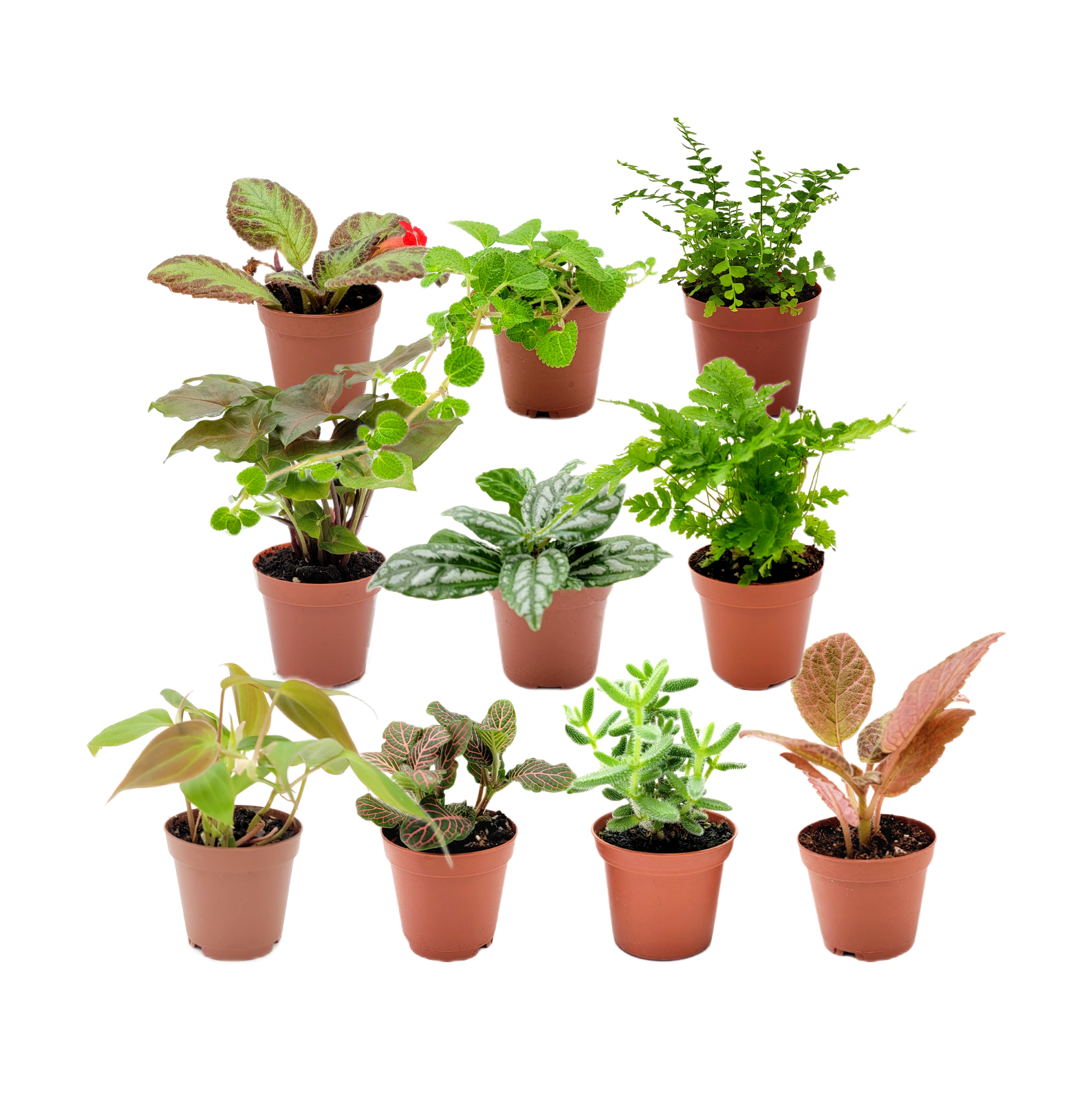 Indoor Live Plant Collection (10-Pack), Duplicate-Free, Easy to Grow in ...