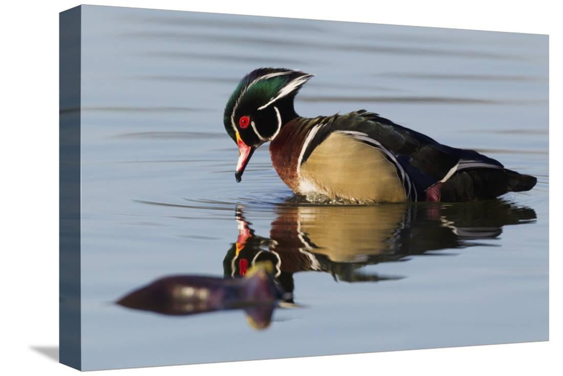 Wood Duck Drake, Animals Stretched Canvas Wall Art by Ken Archer Sold ...