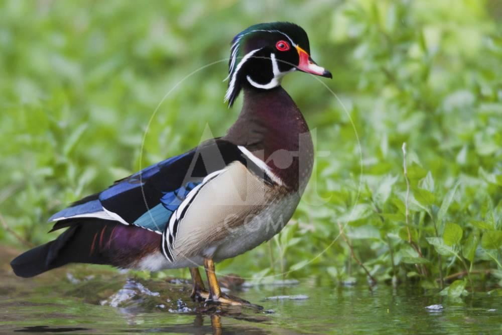 Wood Duck Drake, Animals Unframed Photographic Print Wall Art by Ken ...