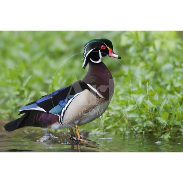 Wood Duck Drake, Animals Unframed Photographic Print Wall Art by Ken ...