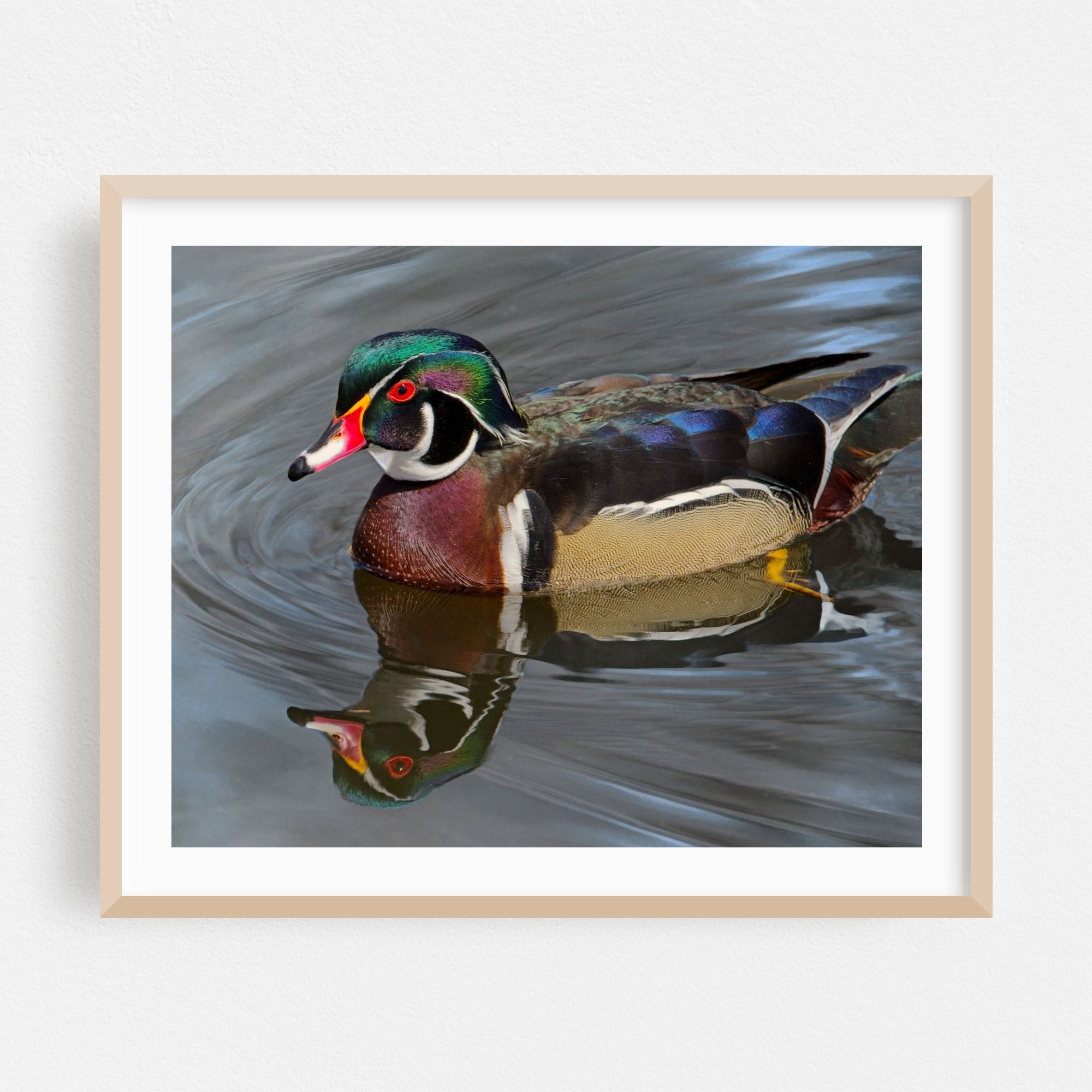Wood Duck - Photography Wildlife Bird Nature Animal Water Aquatic Lake ...