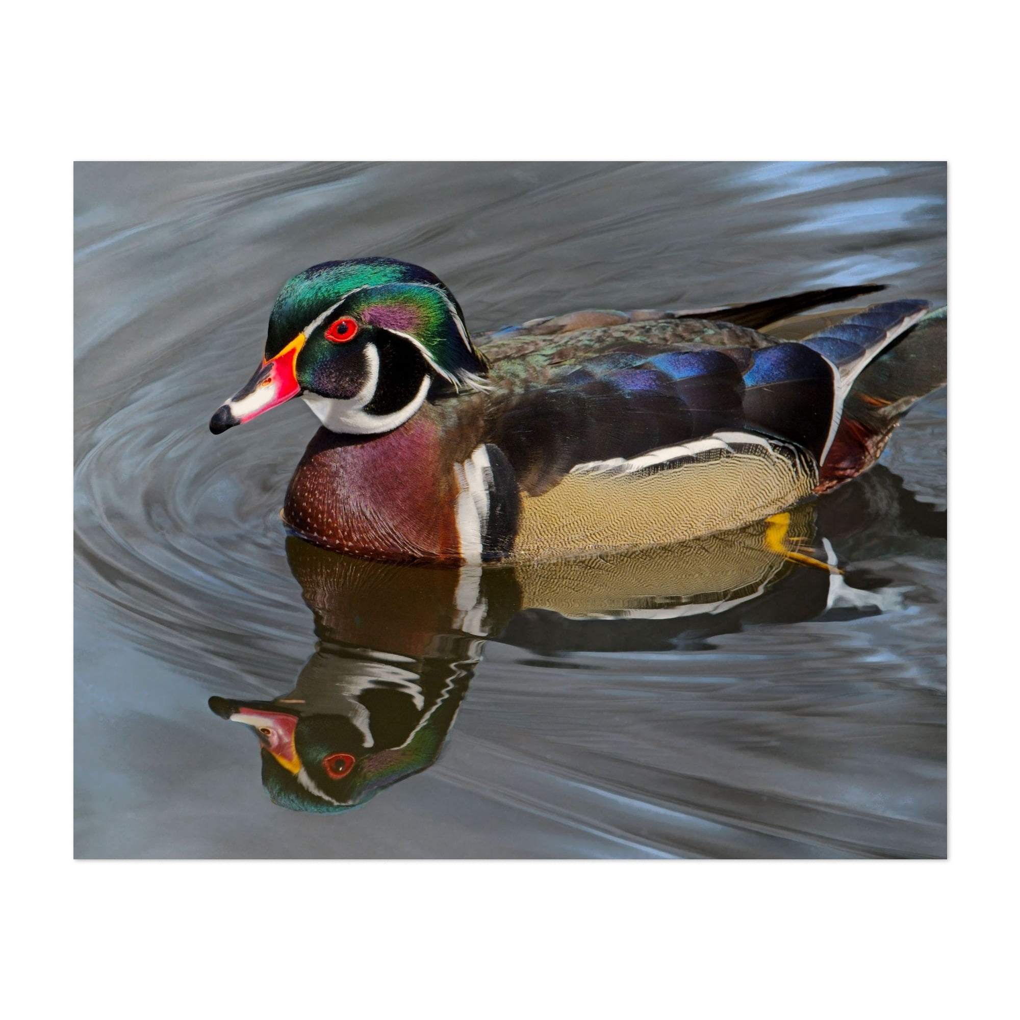 Wood Duck - Photography Wildlife Bird Nature Animal Water Aquatic Lake ...
