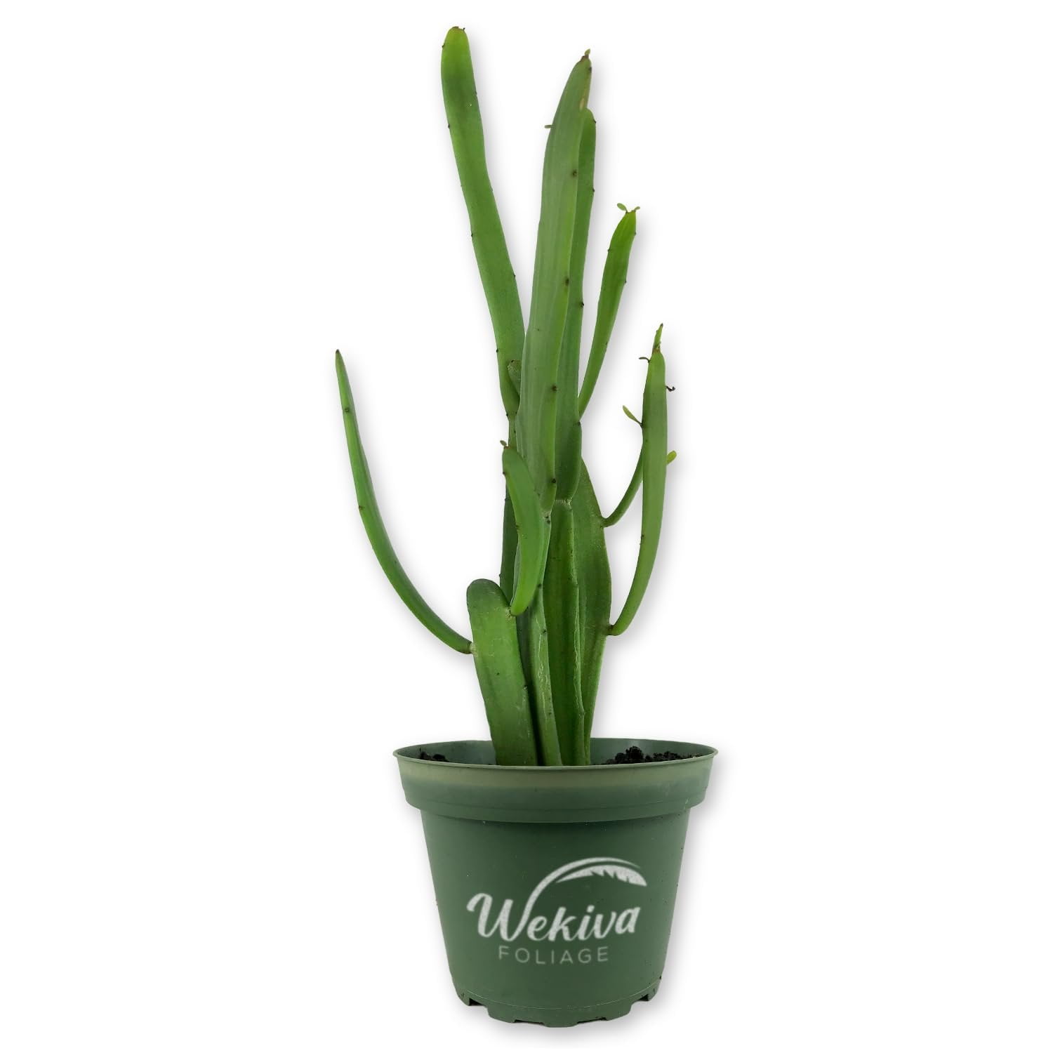 Wood Leaved Spurge - Live Plant in a 4 Inch Pot - Euphorbia ...