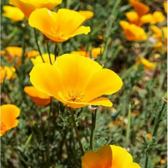Wood Poppy Plants for Growing - Healthy Rootstock, Pretty Wildflower ...