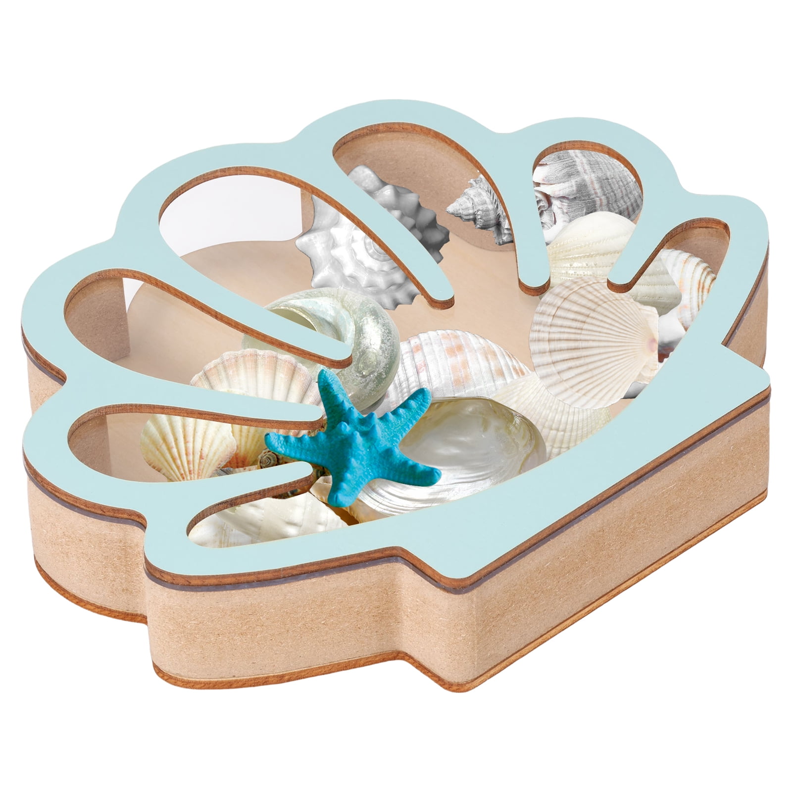 Wood Seashell Display Case with Acrylic Panel Shell Shaped Seashell ...