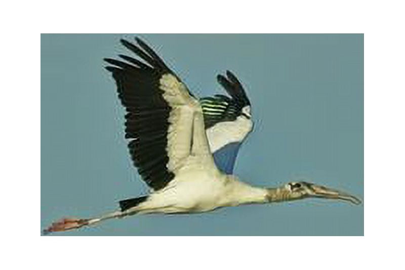 Wood Stork Flying against Blue Sky, Unframed Photographic Print Wall ...