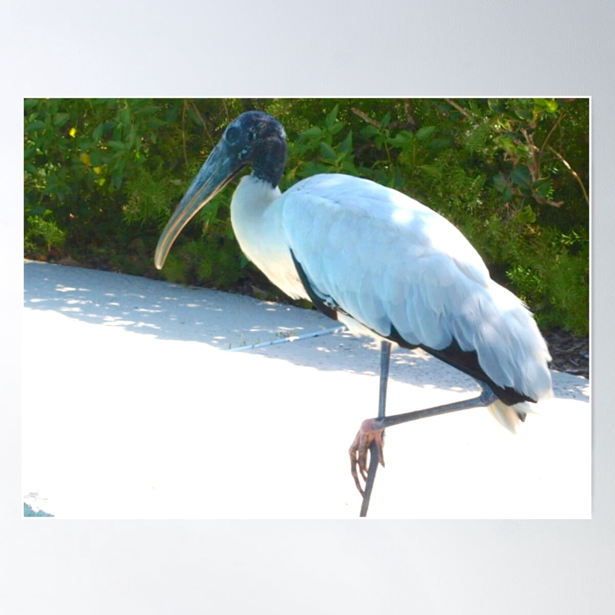 Wood Stork On One Leg Poster Wall Art, Modern Wall Decor For Living ...