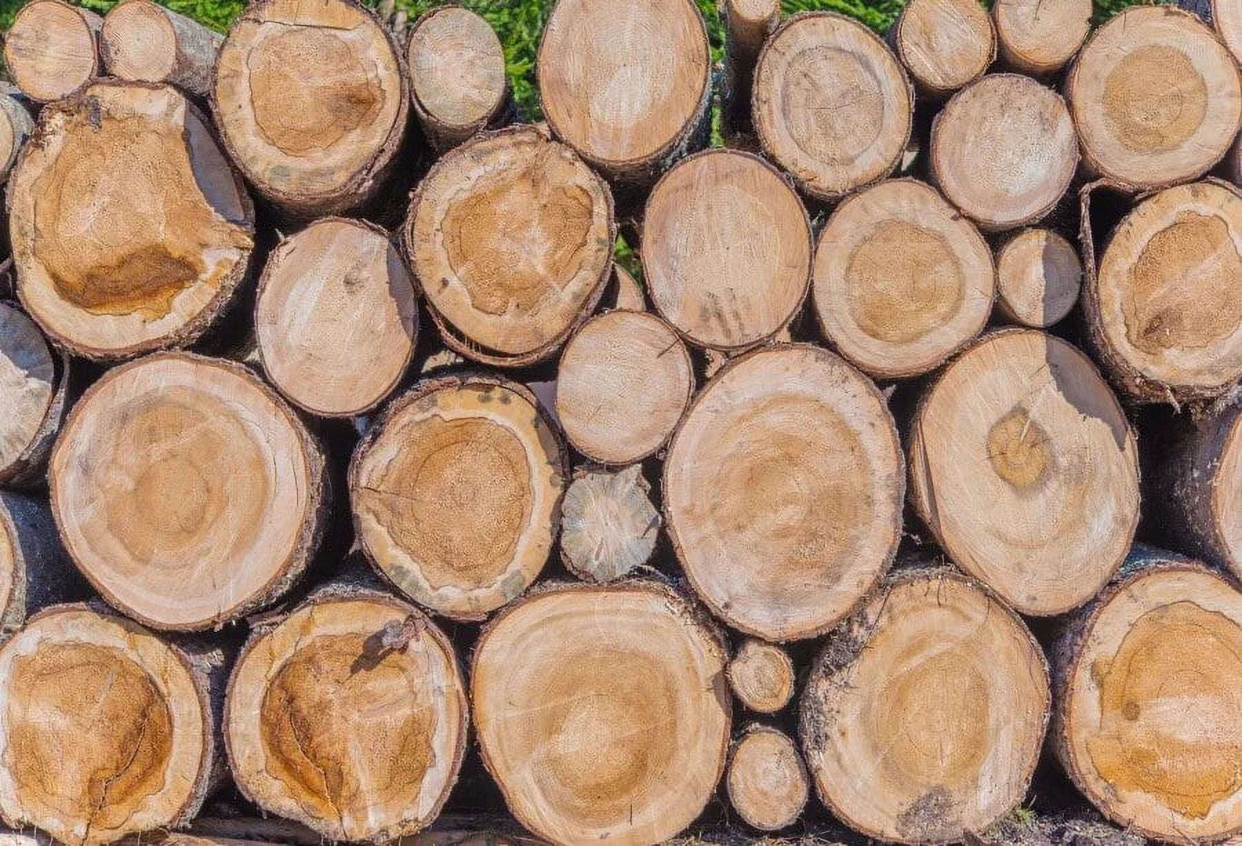 Wood Timber Stem Grunge Portrait Photography Backdrops Photographic ...