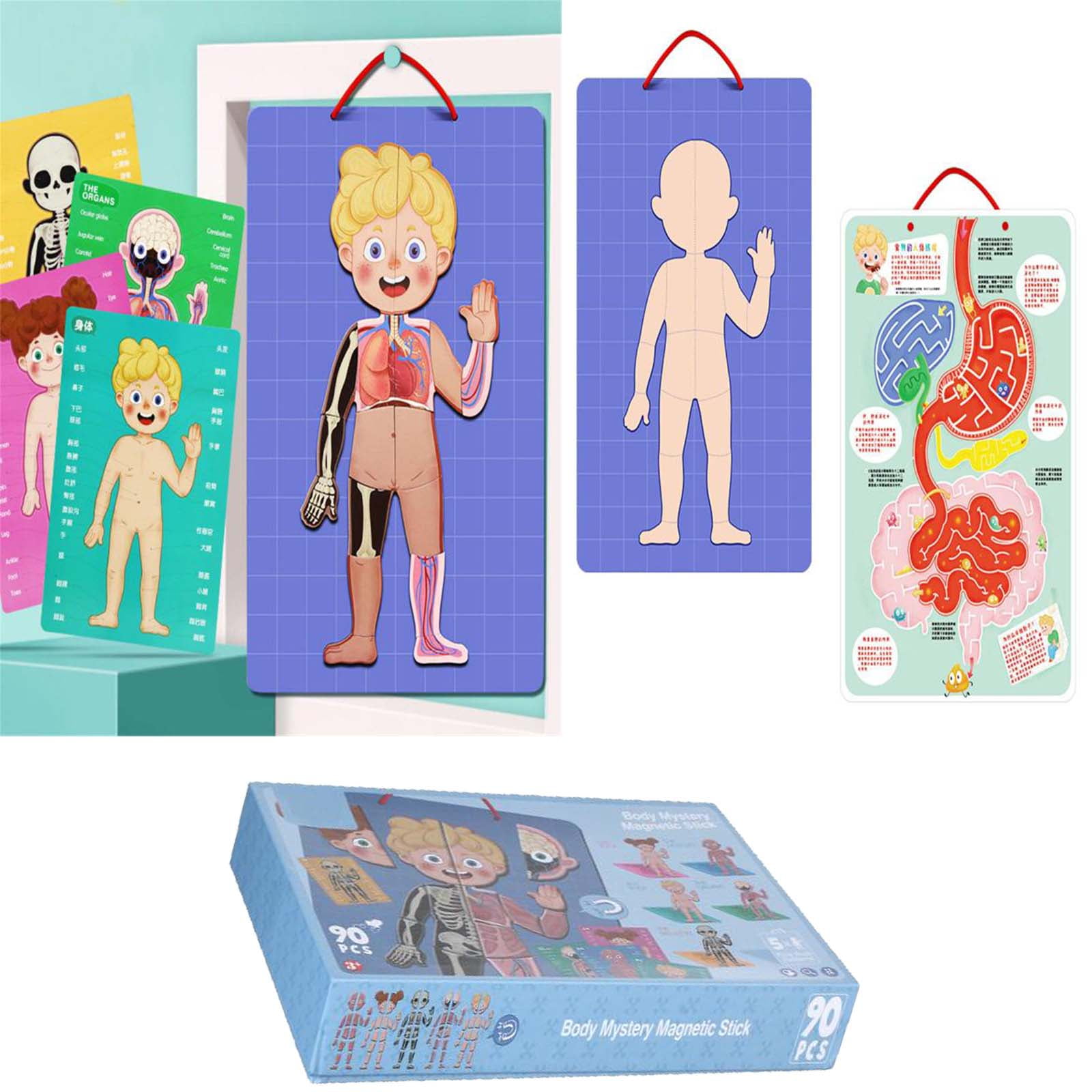 Wooden Body Puzzle,Human Body Model for Kids,Human Body Anatomy for ...