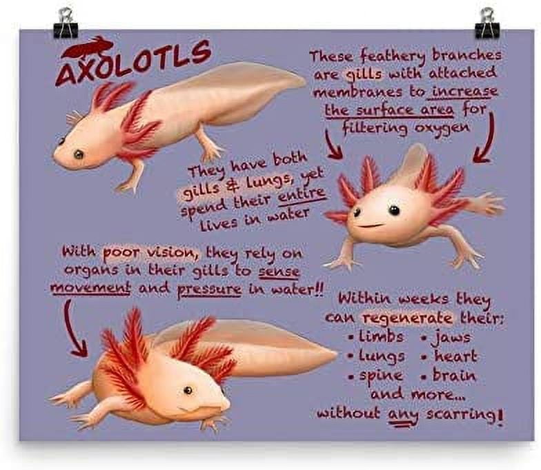 Wooden Puzzle for Adults Axolotls Educational Fun Wildlife Facts for ...