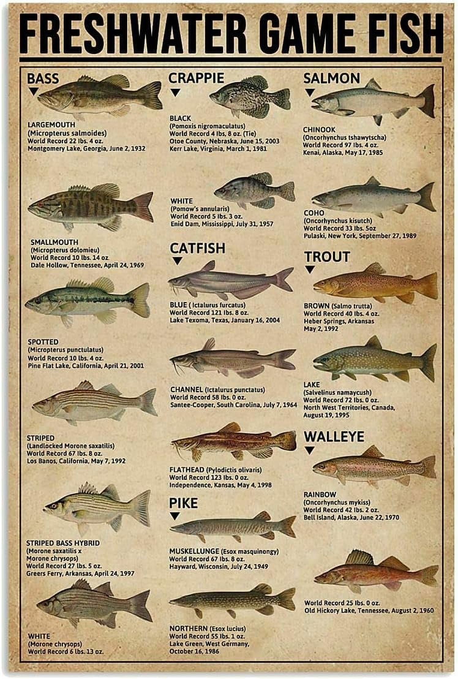 Wooden Puzzle for Adults Freshwater Game Fish Some of The Popular Fish ...