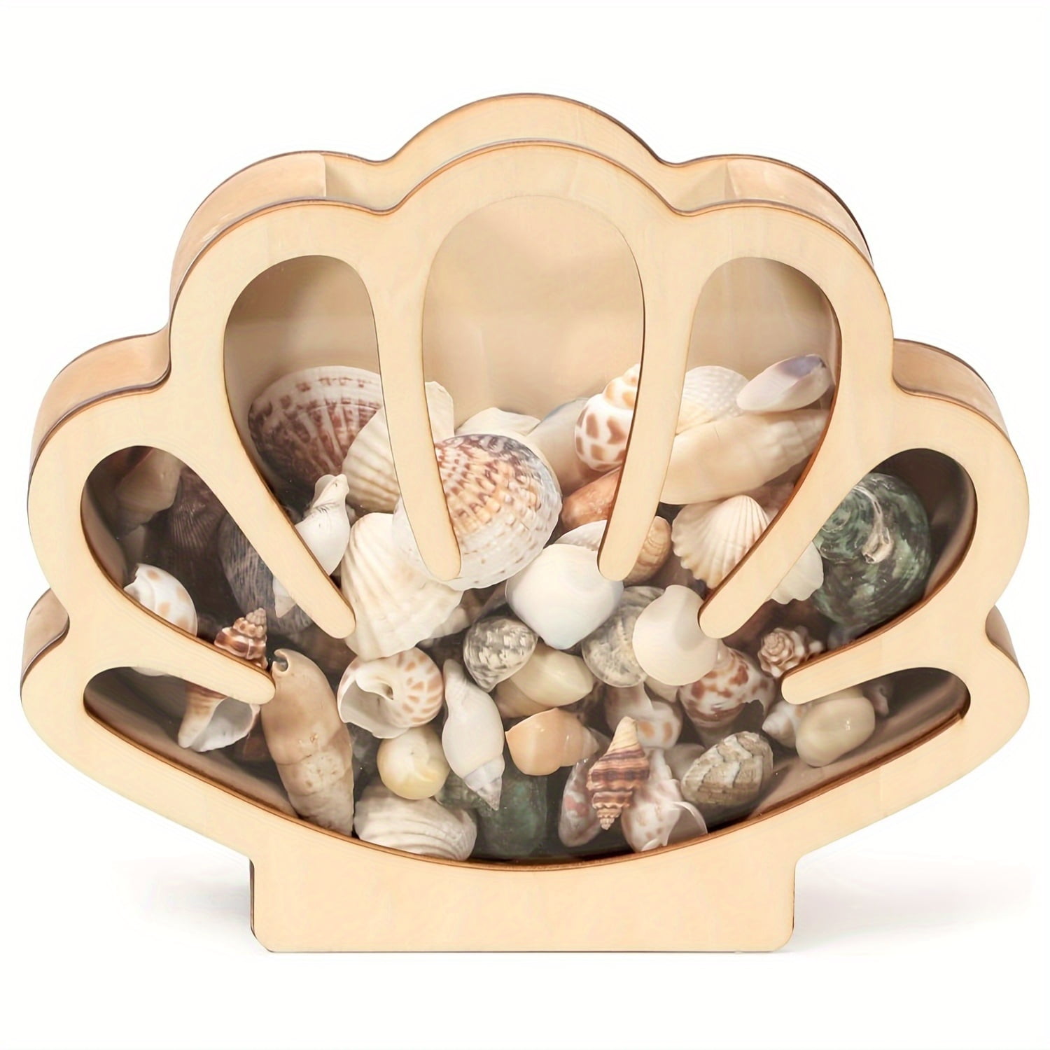 Wooden Seashell Display Case with Acrylic Panel - Beach Decor Collector ...