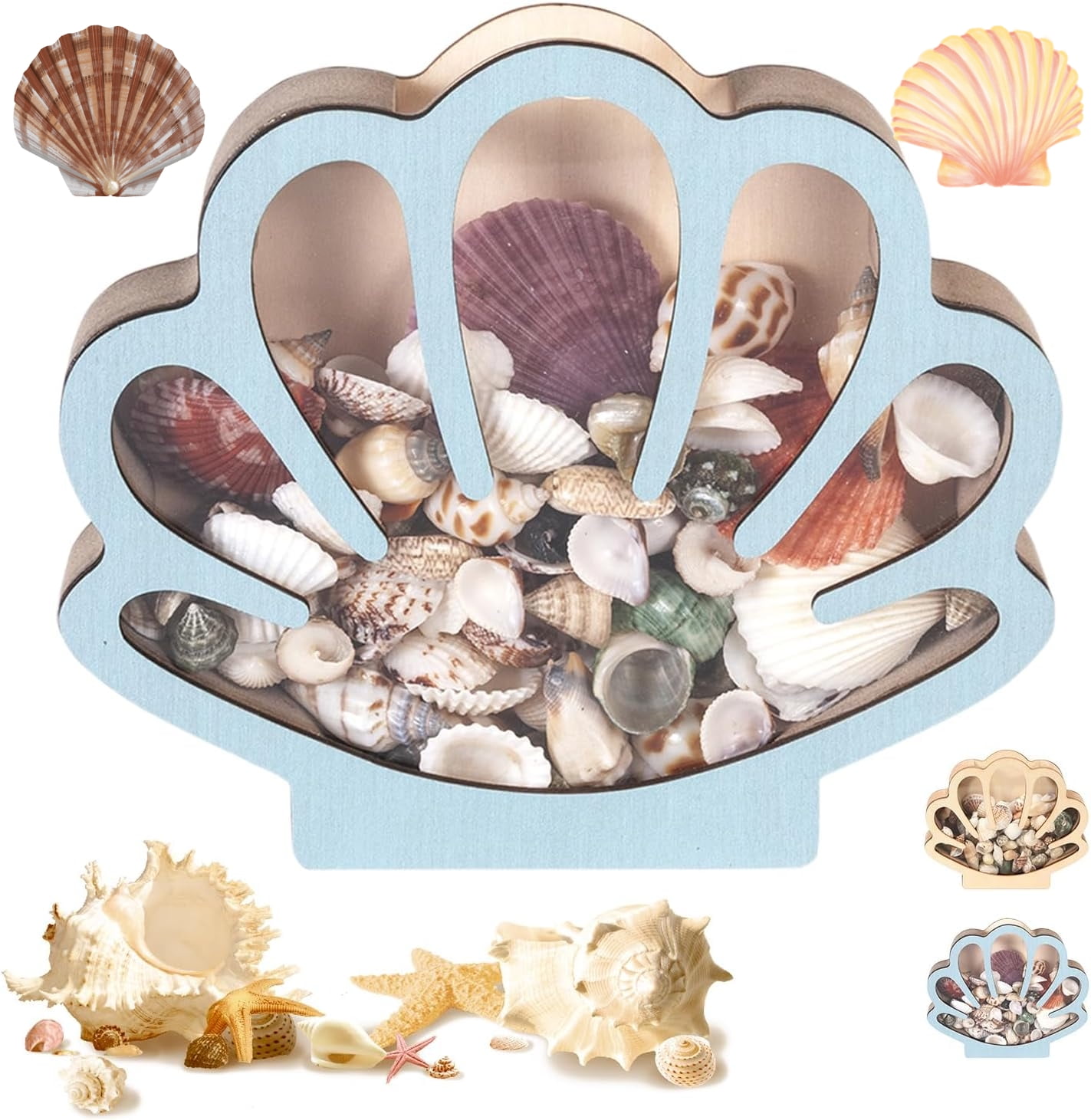Wooden Seashell Display Case with Acrylic Panel, Sea Shell Storage Box ...