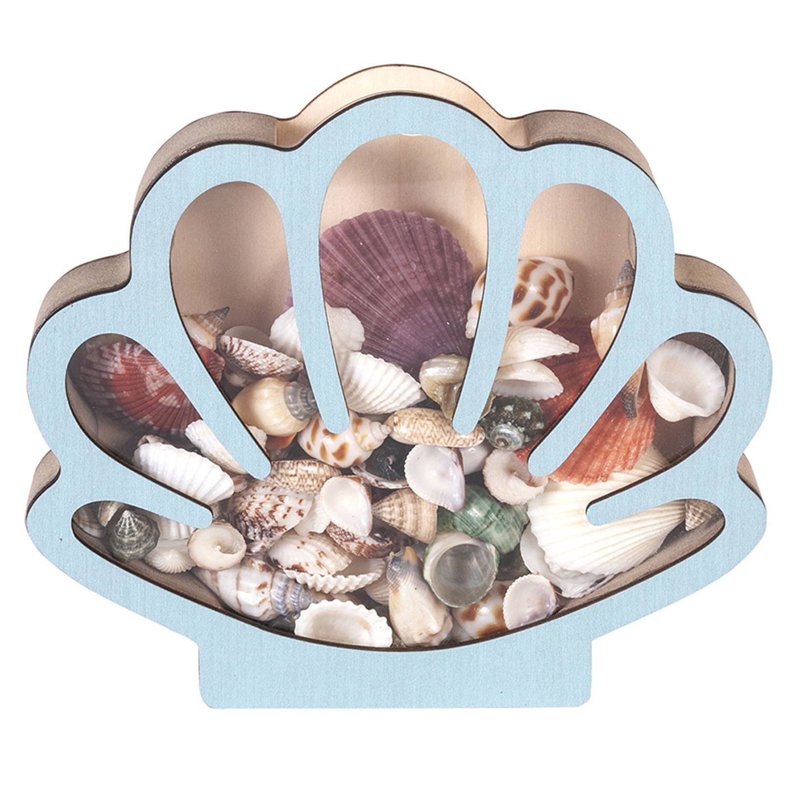 Wooden Seashell Display Case with Acrylic Panel, Beach Sea Shell ...