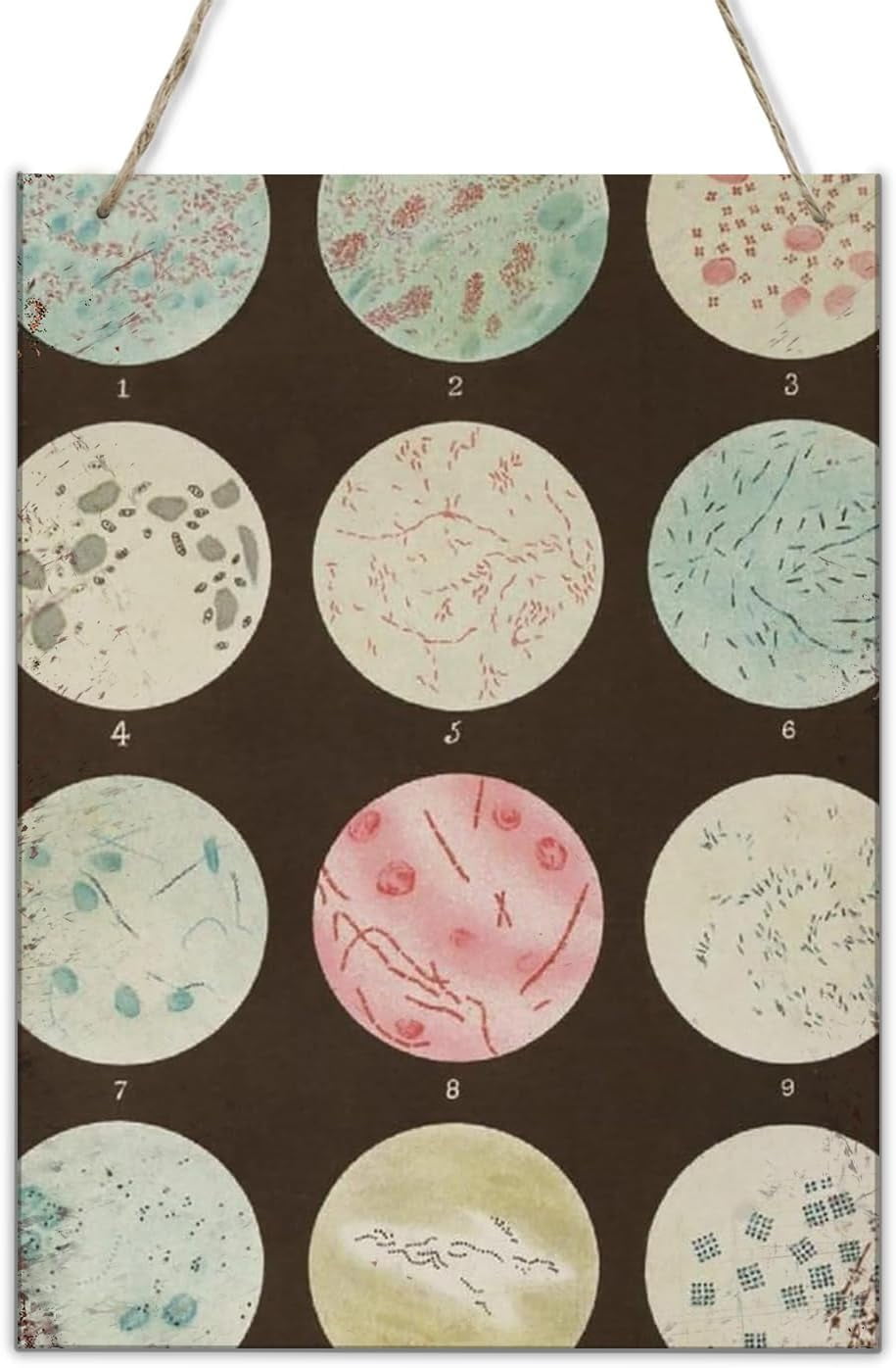 Wooden Sign 8x10 Inch Bacteria Antique Reproduction Scientist Gift ...