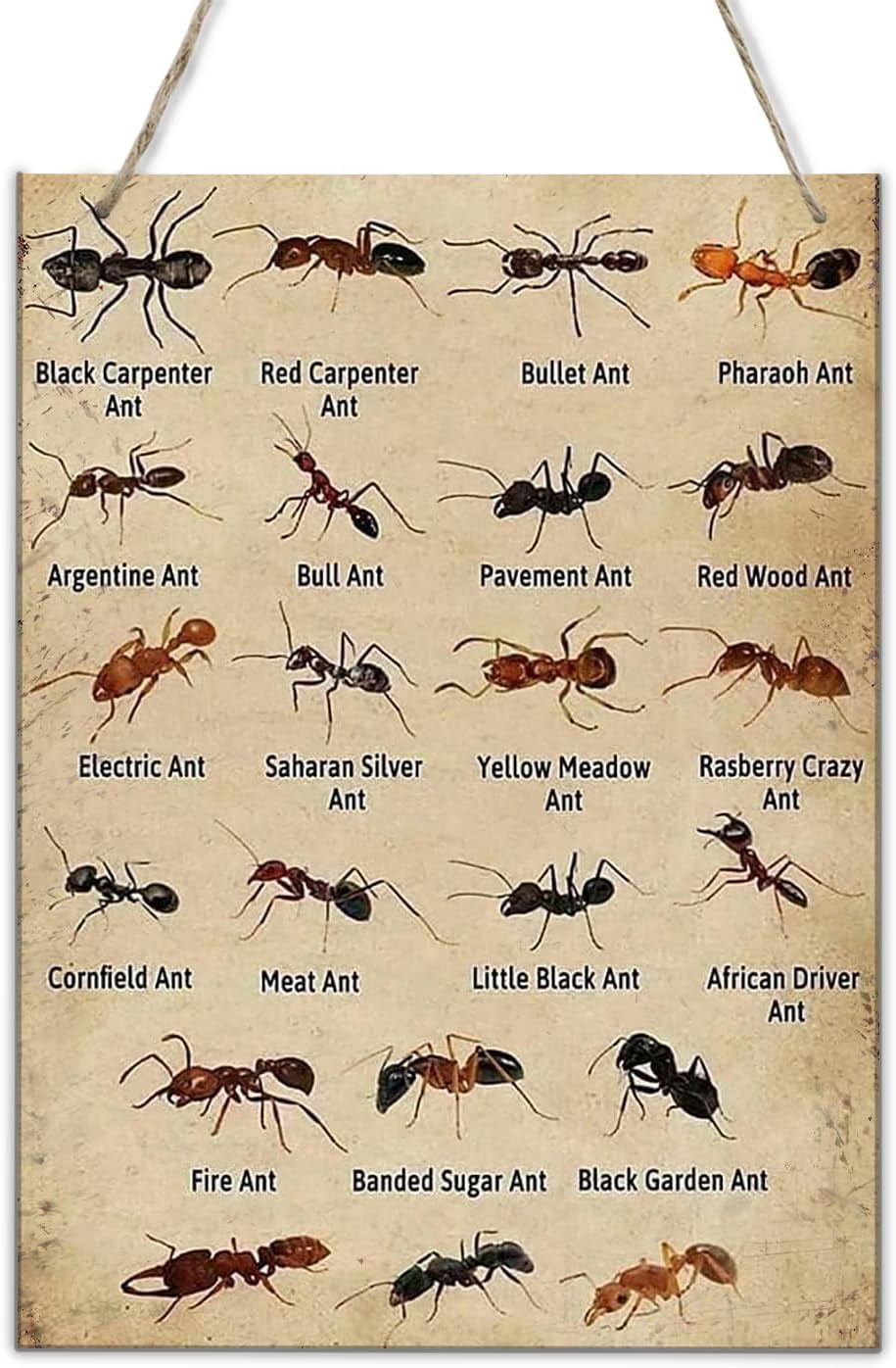 Wooden Sign 8x10 Inch Types Of Ants Knowledge Wood Sign Tavern Poster ...