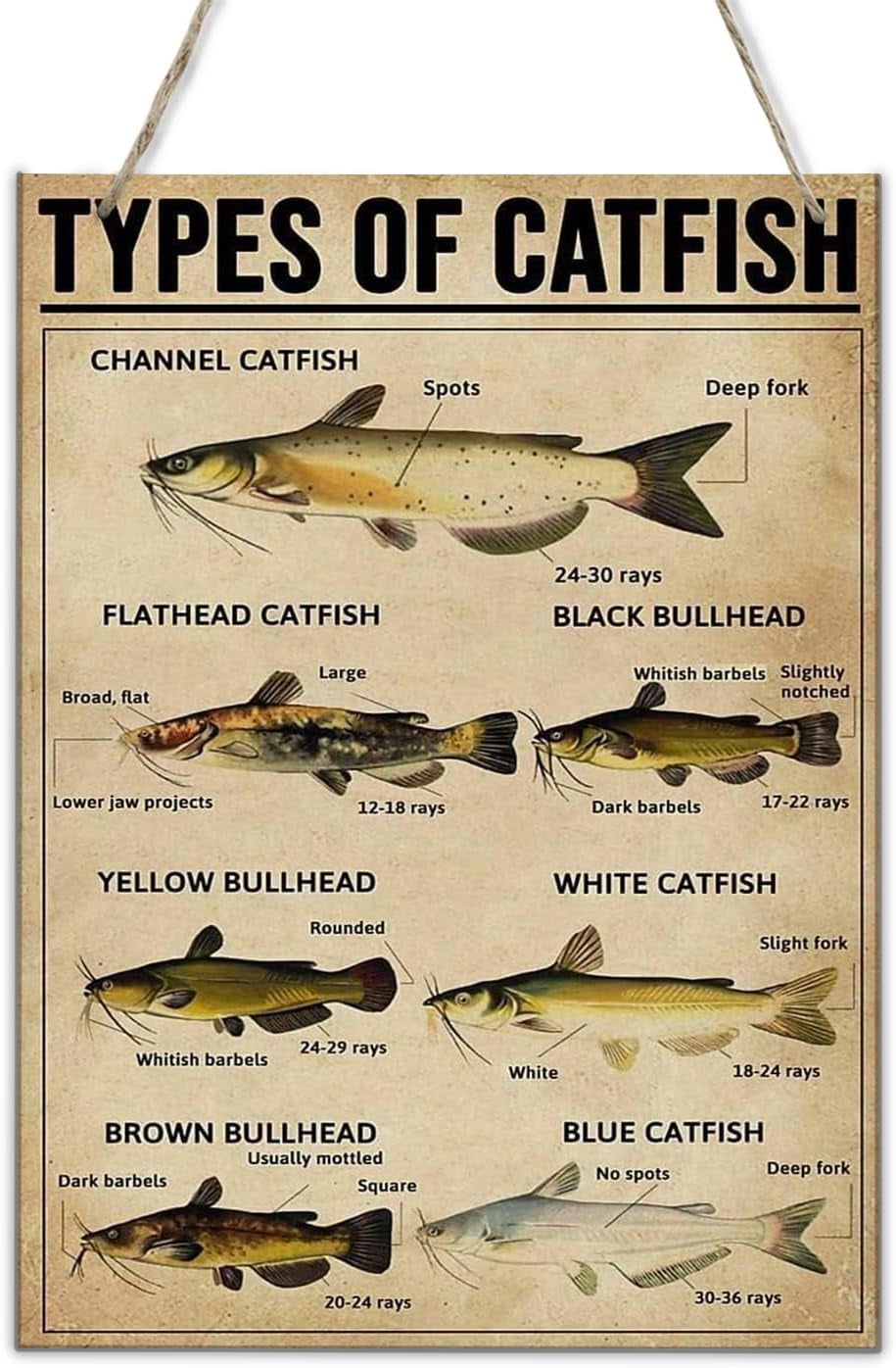 Wooden Sign 8x10 Inch Types Of Catfish Wooden Sign World Education ...