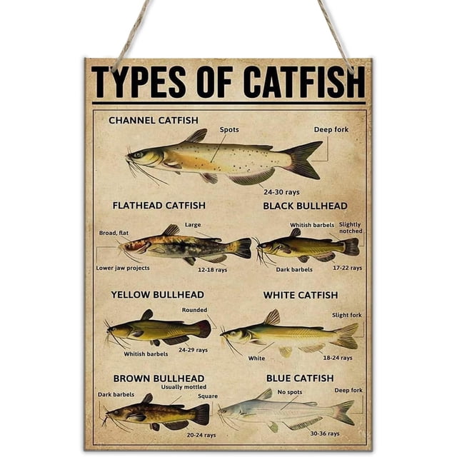 Wooden Sign 8x10 Inch Types Of Catfish Wooden Sign World Education ...