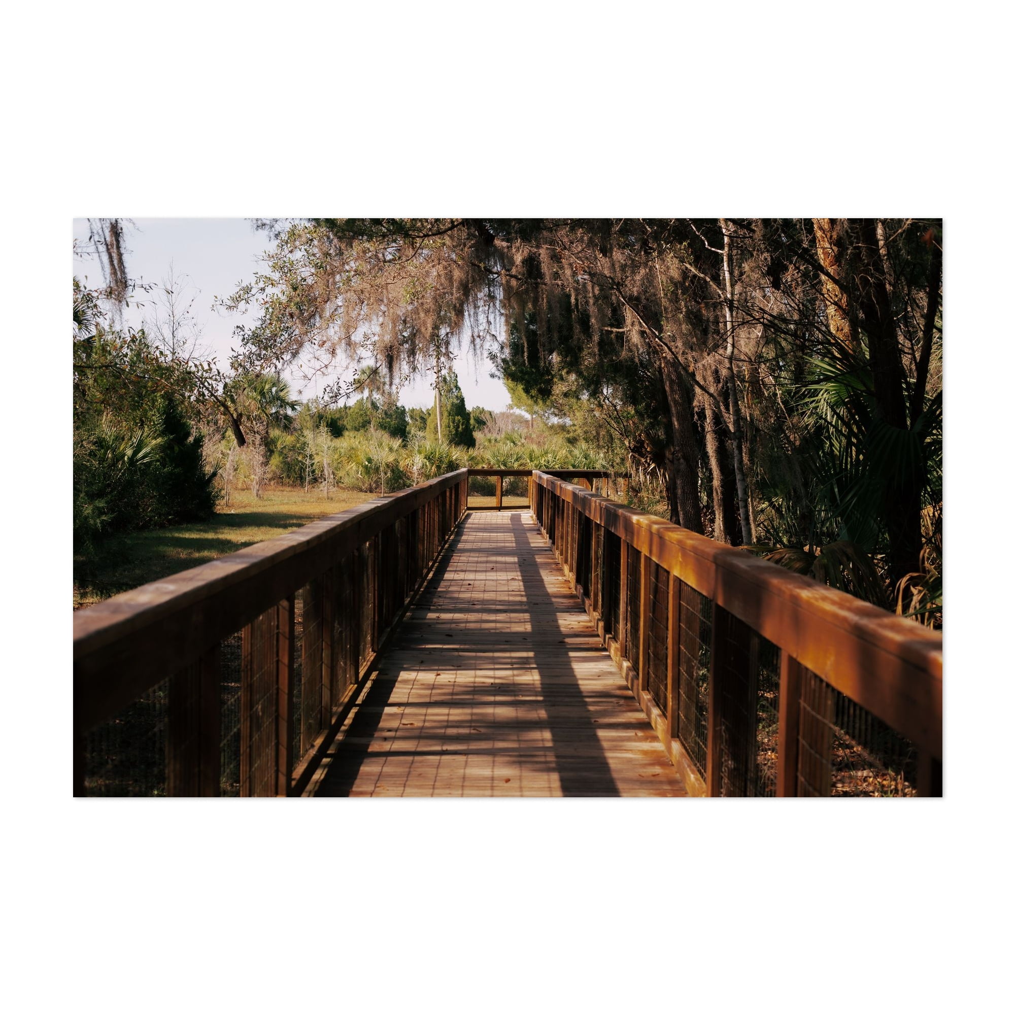 Wooden Walkway - Crystal River Florida Photography Boardwalk Nature ...