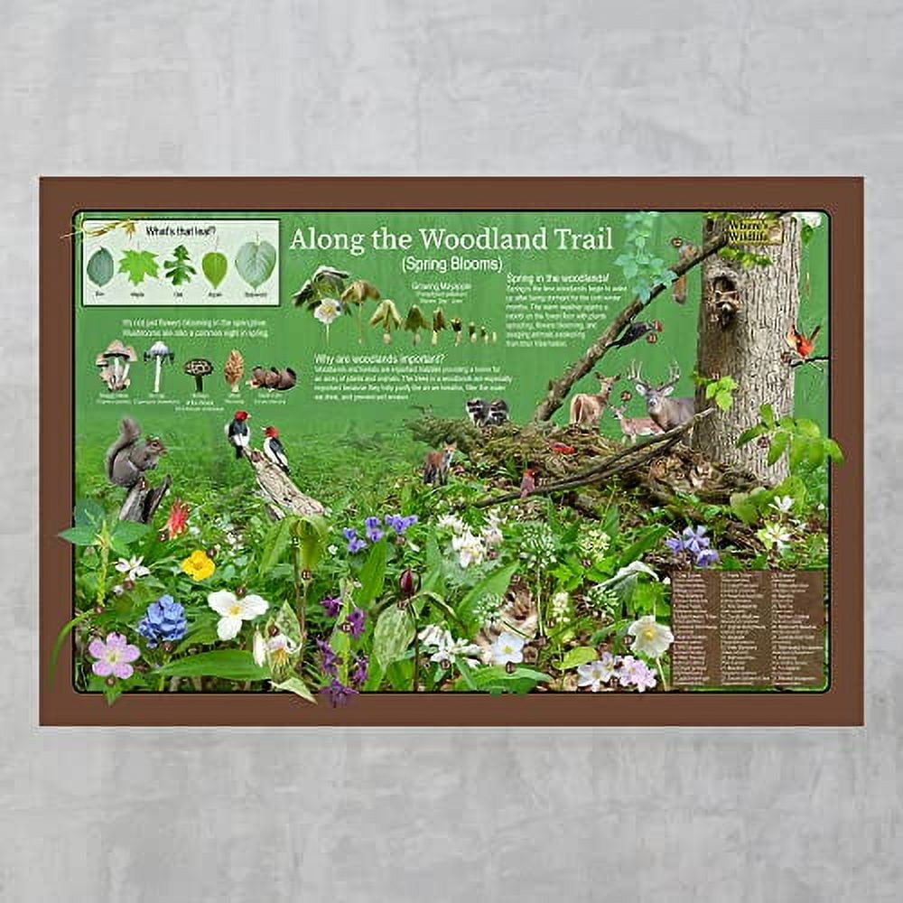 Woodland Habitat Educational Wildlife Poster – Along the Woodland Trail ...