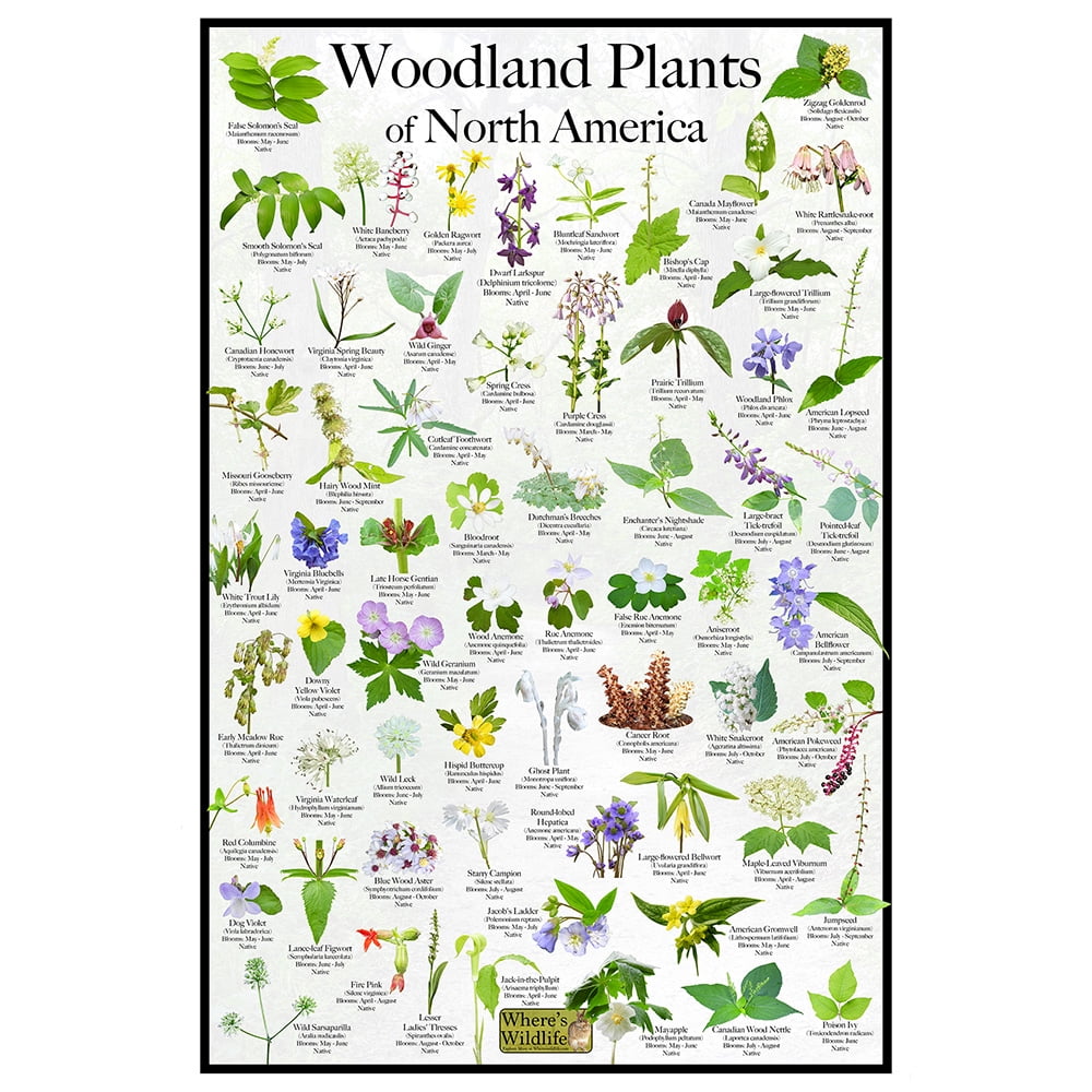 Woodland Plants of North America Flower Poster: Pollinator-Friendly ...