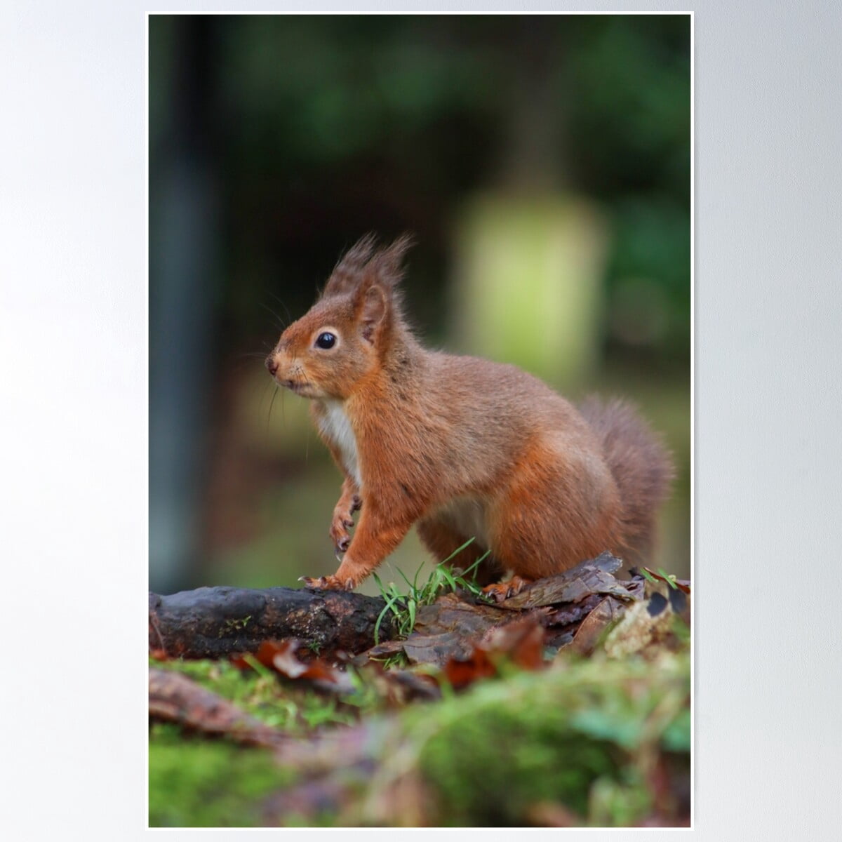 Woodland Red Squirrel Poster Wall Art, Modern Wall Decor For Living ...