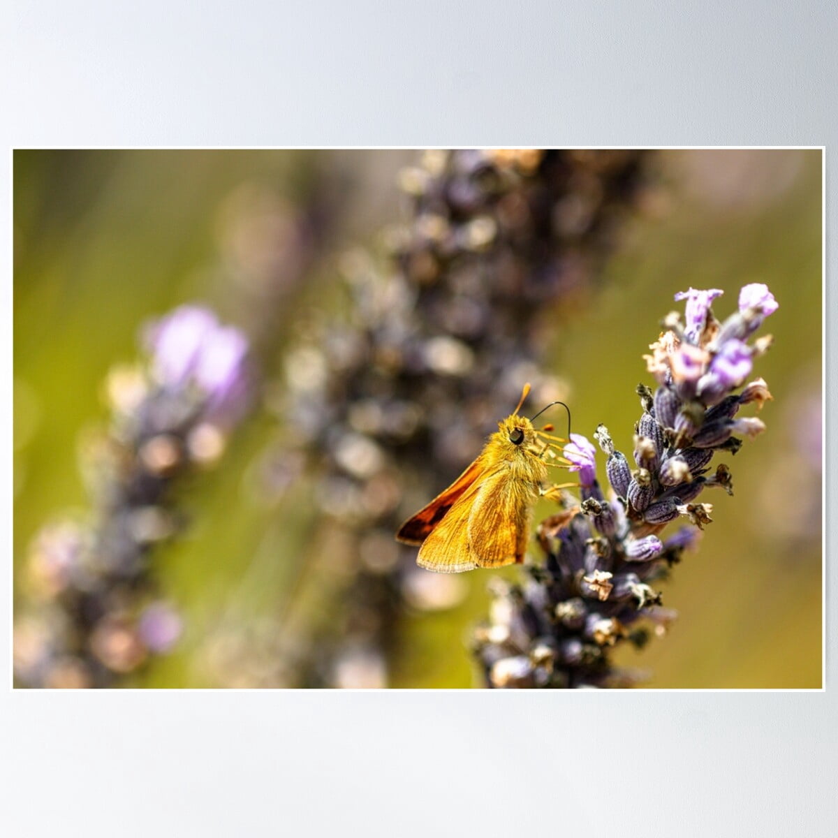 Woodland Skipper Drinking Nectar Poster Wall Art, Modern Wall Decor For ...