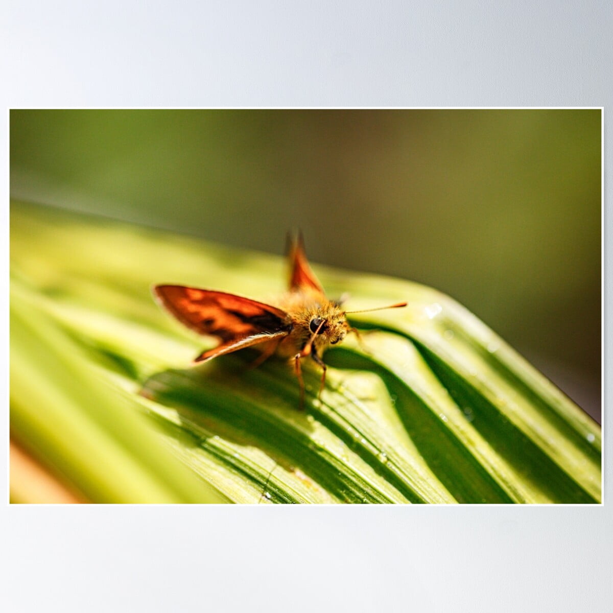 Woodland Skipper On A Blade Poster Wall Art, Modern Wall Decor For ...