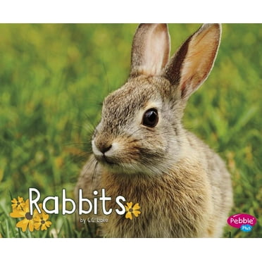 The Black Rabbit, (Paperback) - Walmart.com