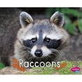 Woodland Wildlife: Raccoons (Paperback) - Walmart.com