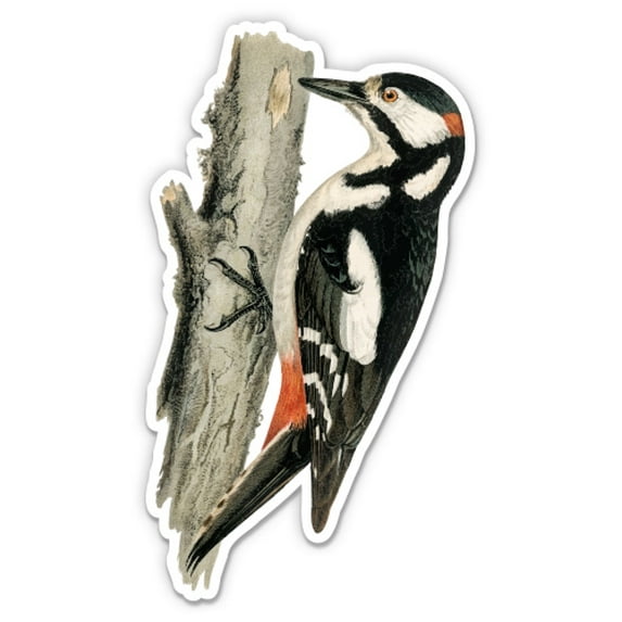 Woodpecker - 8" Vinyl Sticker - For Car Laptop I-Pad - Waterproof Decal ...