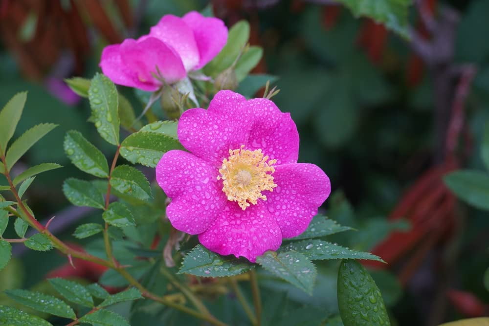 Woods Rose Seeds for Planting (30 Seeds) - Rosa woodsii - Grow Wild ...