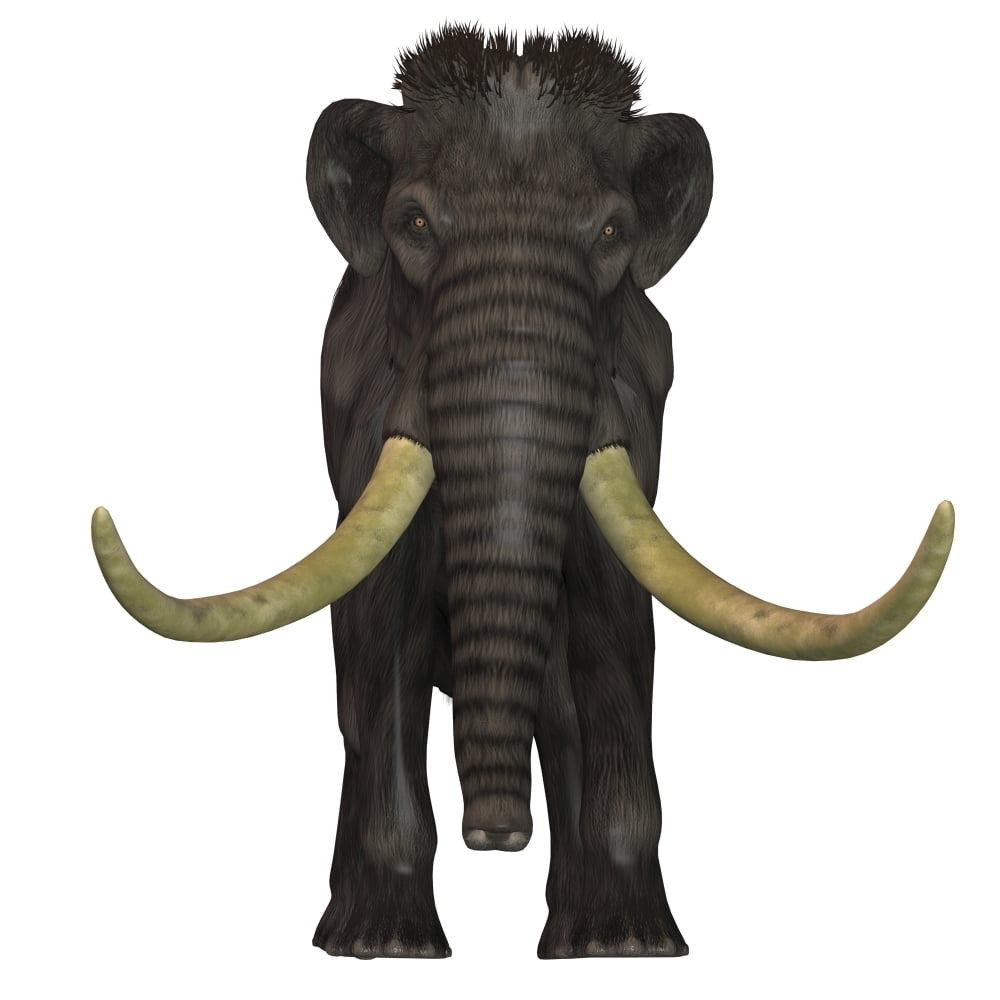 Woolly Mammoth front view Poster Print - Walmart.com