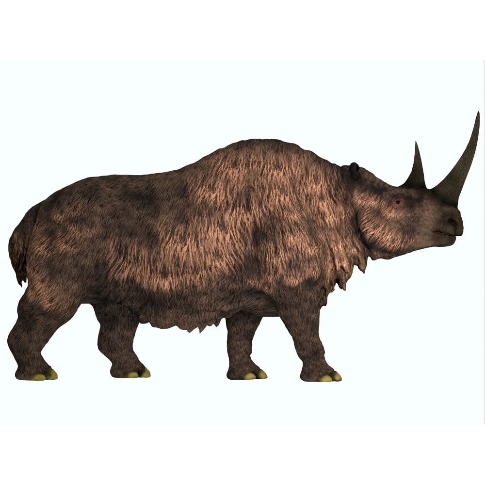 Woolly Rhinoceros an extinct mammal from the Pleistocene Period Poster ...