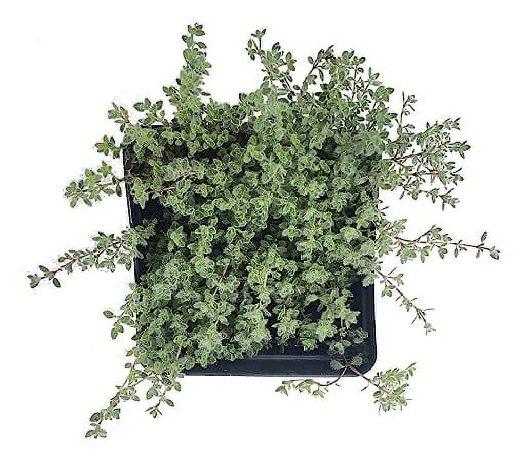 Wooly Thyme Live Herb Plant (Thymus pseudolanguinosus Wooly) 2.5 inch ...