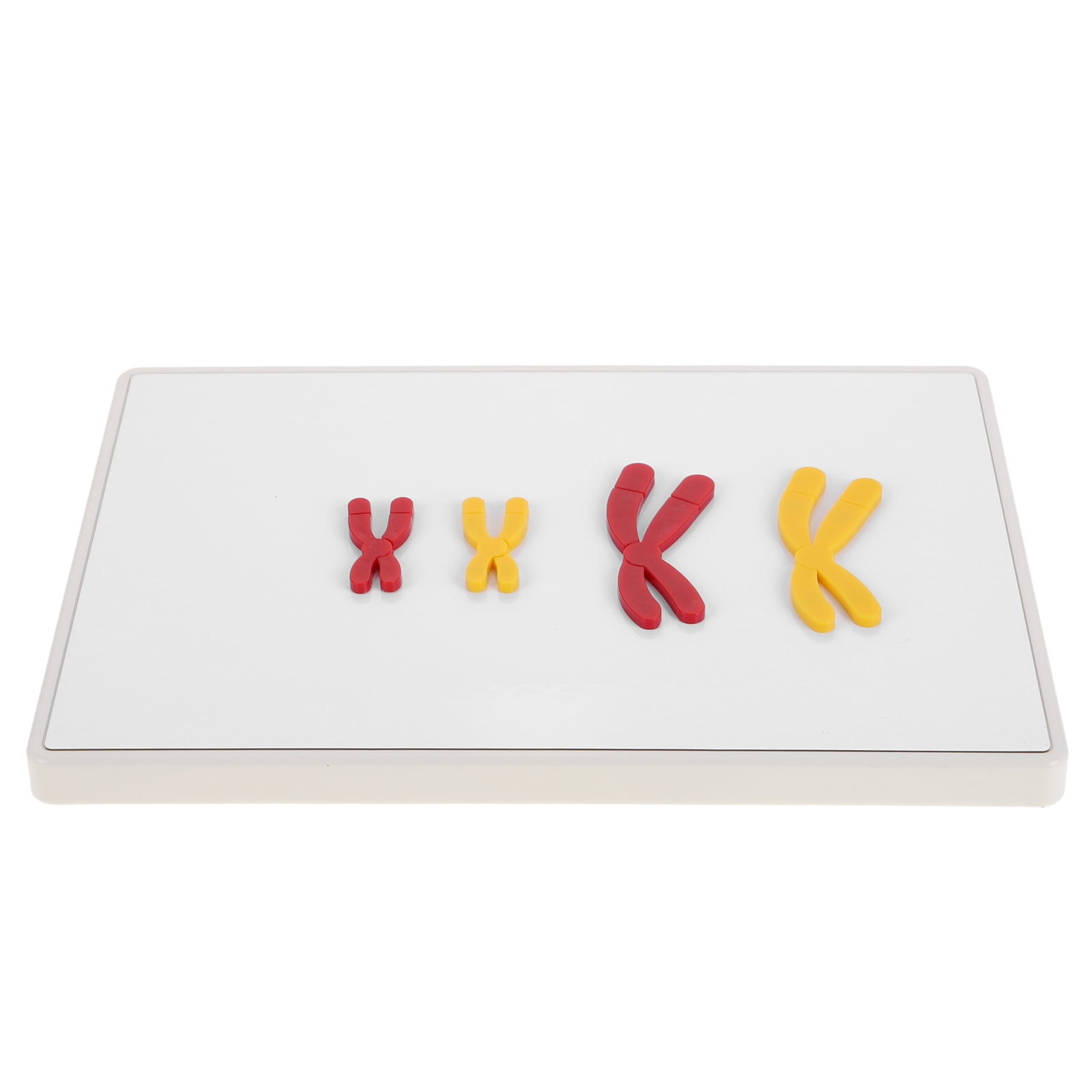 Worgeous 1 Set Teach Chromosome Change Model Biology Teaching Meiosis ...