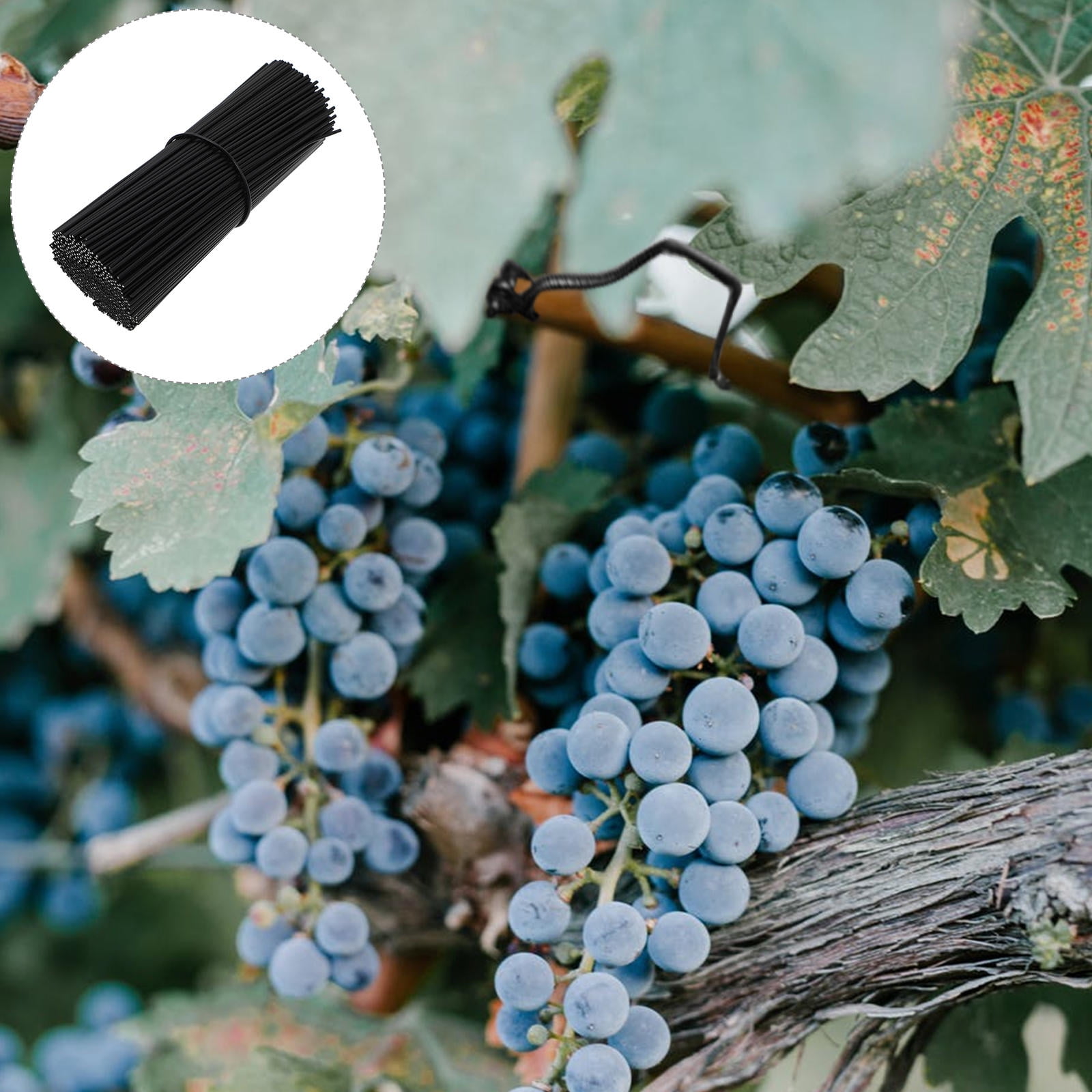 Worgeous 1000 Pcs Grape Ribbon Tree Plant Wire for Climbing Plants ...