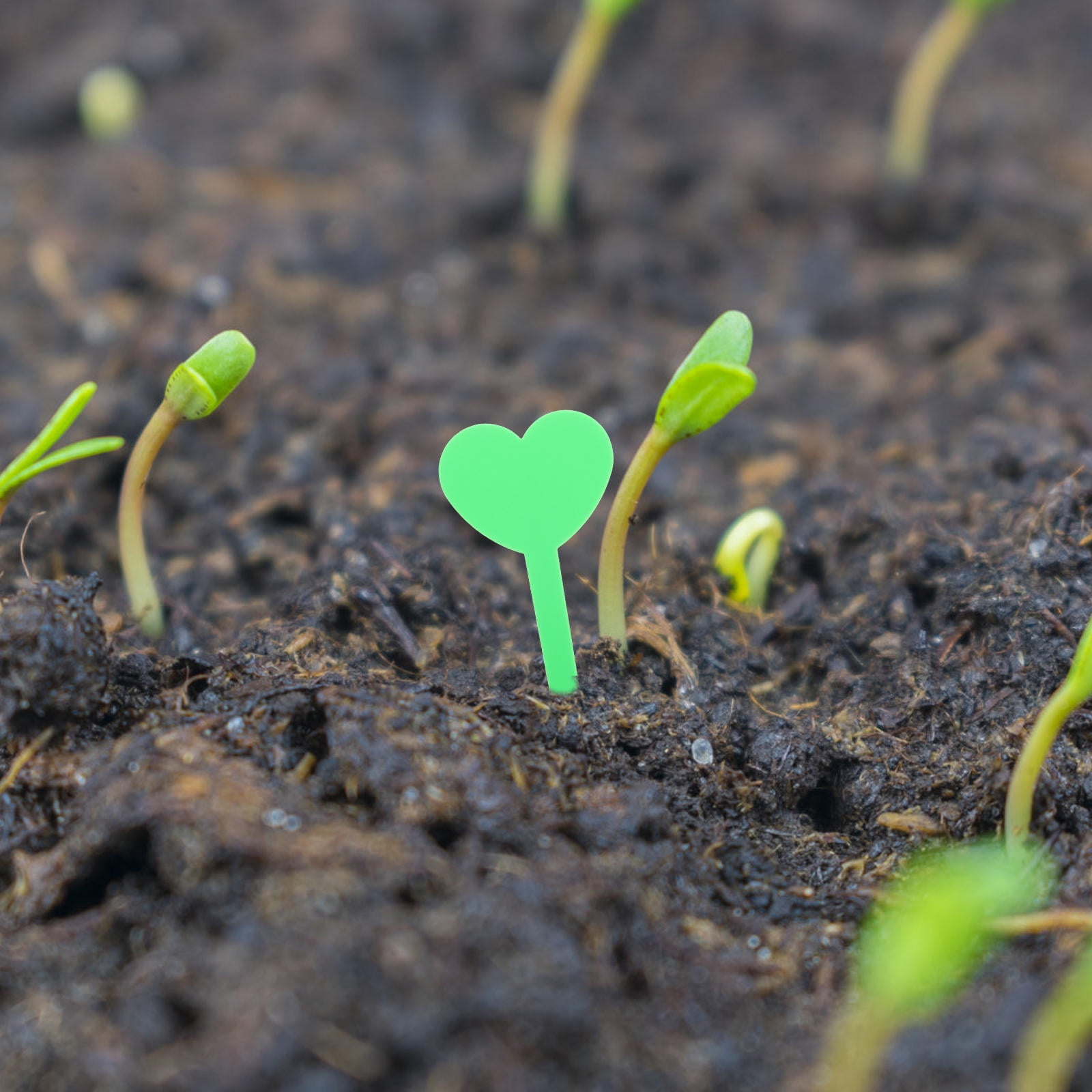 Worgeous 100pcs Plastic Plant Name Tags for Garden Labels and Plant ...