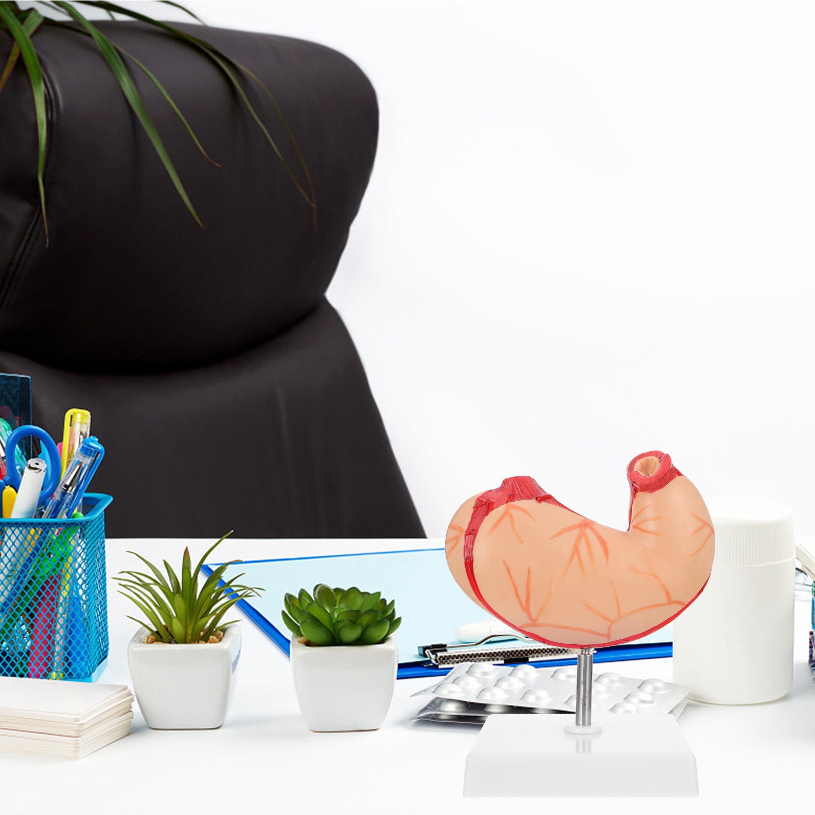 Worgeous 1Pack Plastic Stomach Anatomical Model for Teaching Aid ...