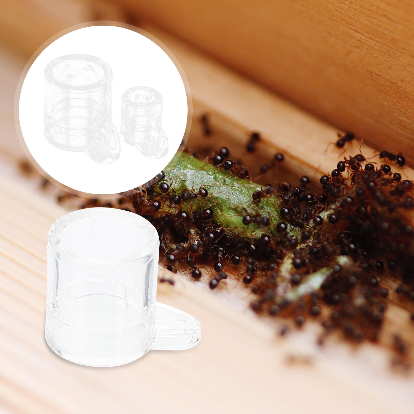 Raindrops Nature Observation Ant Feeding Container 2Pcs 1.4X1.2X1In ...
