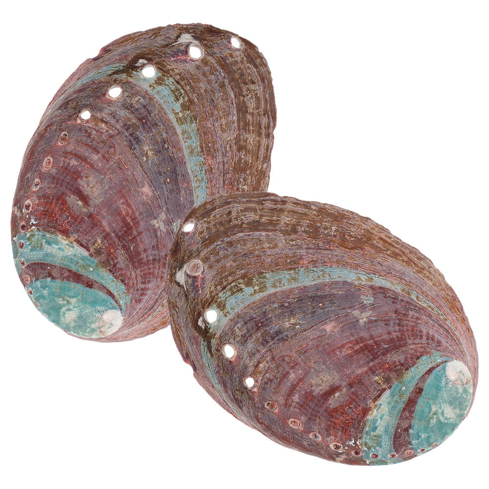 Worgeous 2pcs Abalone Shell Decor Rough Shell Ornament Abalone Shell ...