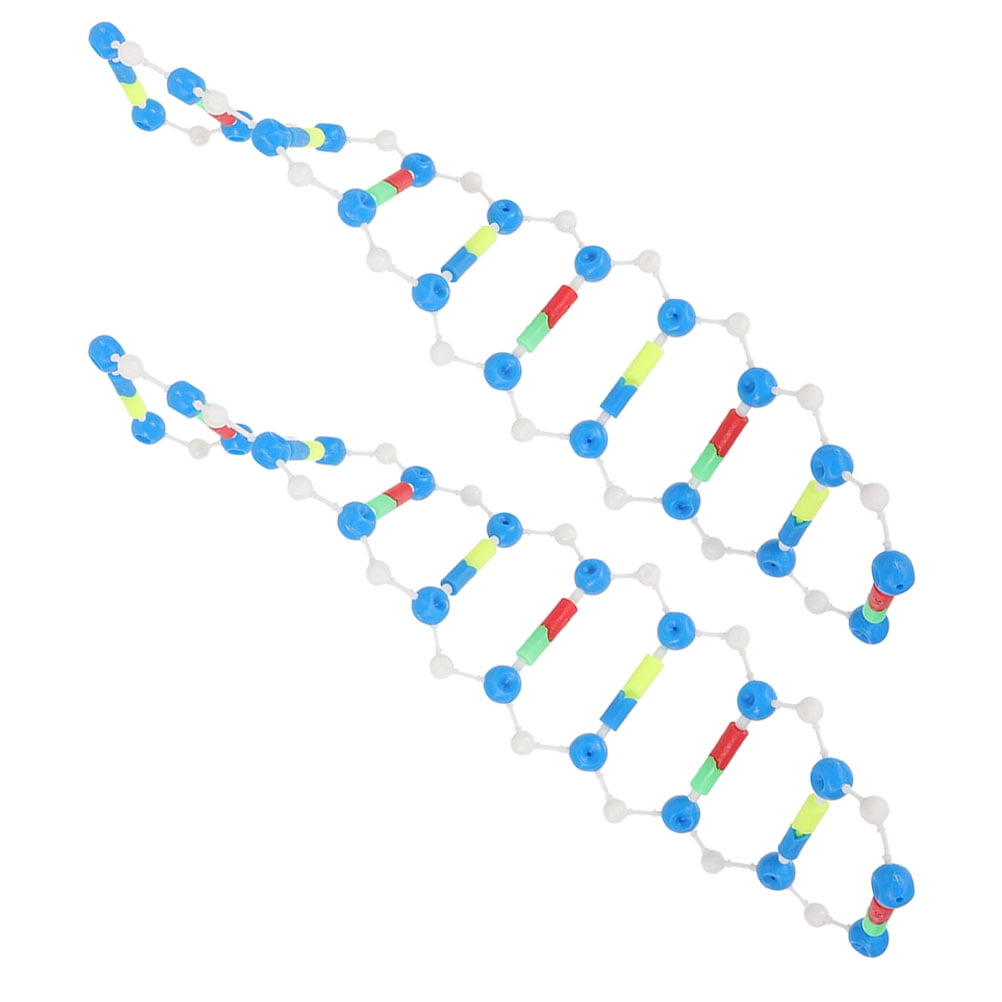Worgeous 2pcs Dna Models Double Helix Structure Models Dna Double Helix ...