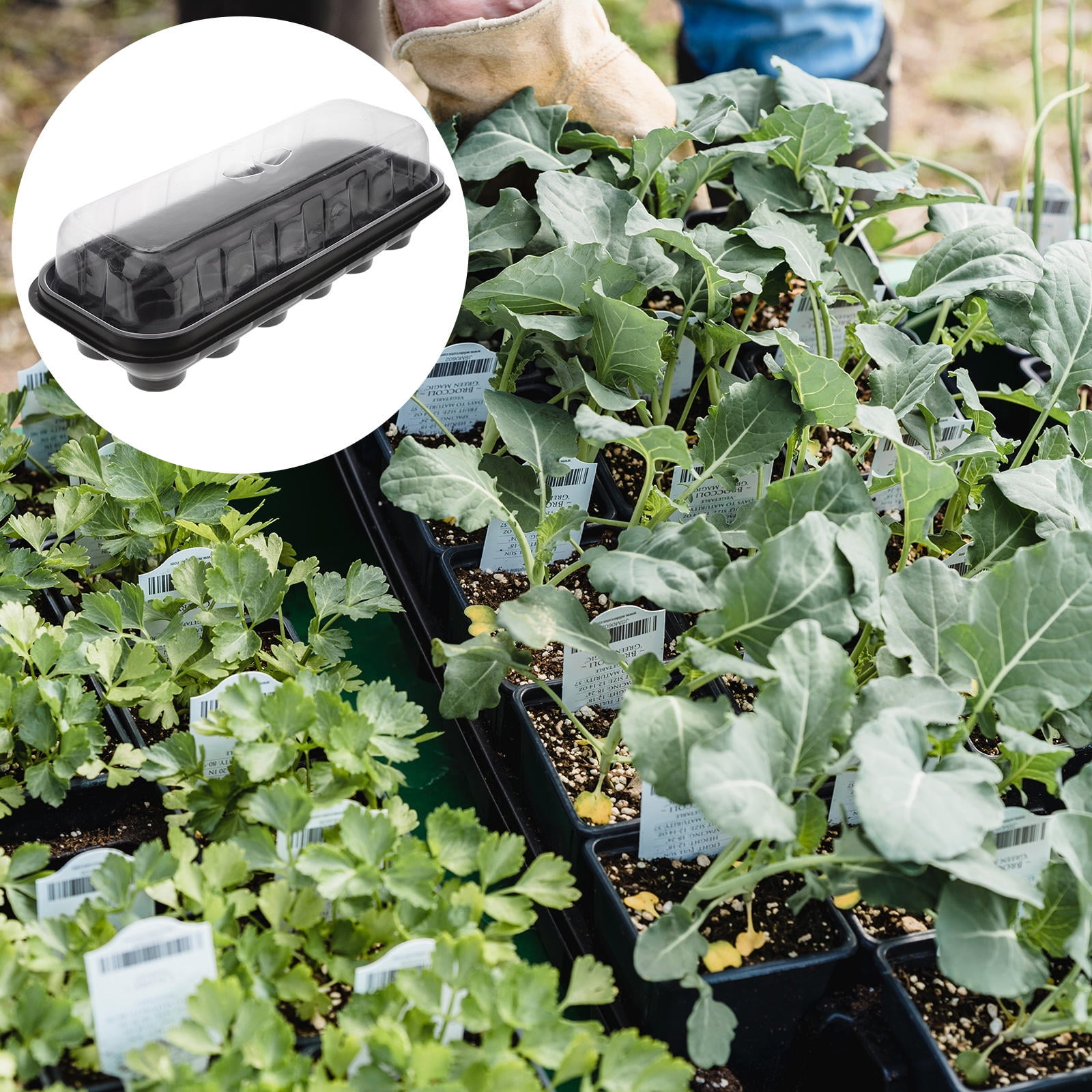 Worgeous 4 Sets Plant Germination Box Portable Nursery Pots Household ...