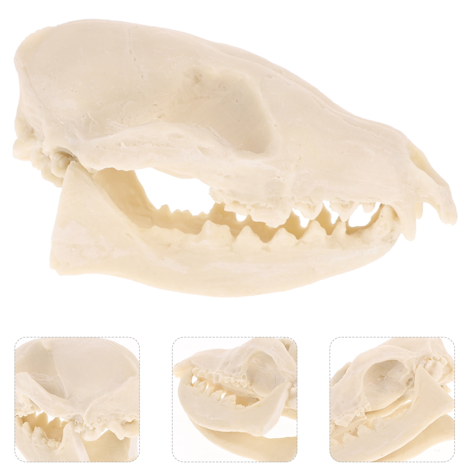 Worgeous Animal Skull Headpiece Skeleton Decor Mini Skulls and Bones ...