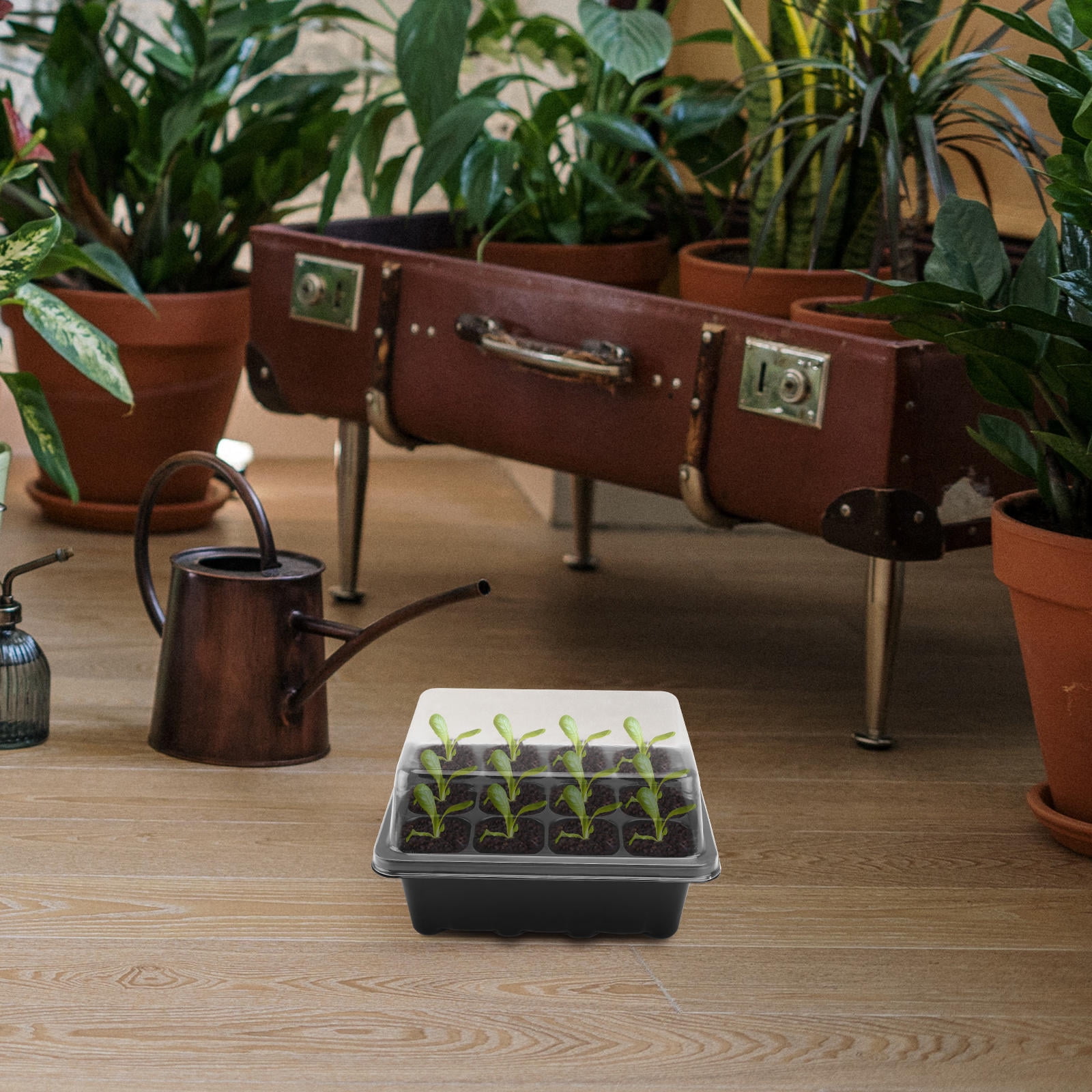 Worgeous Black Plastic Seedling Box with Transparent Lid for Planting ...