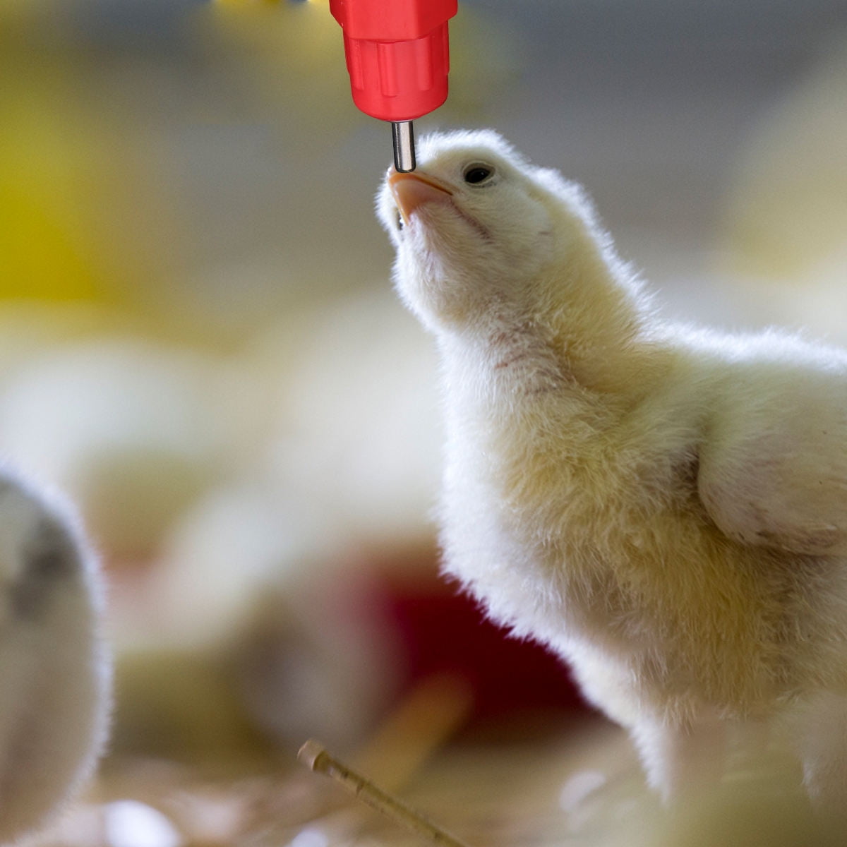 Worgeous Chicken Watering Nipple Auto Drinker for Poultry Farms Made of ...