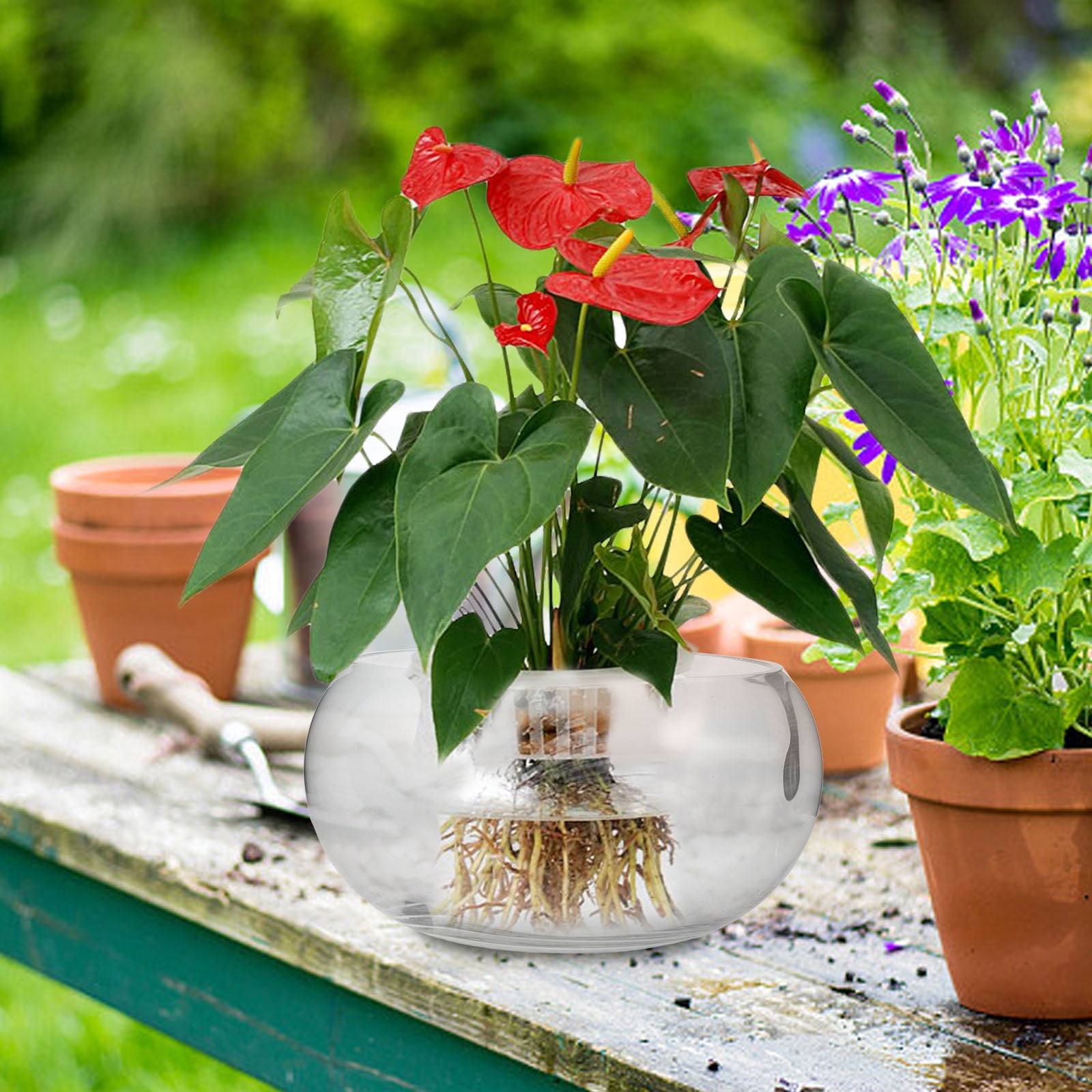 FUTUREORYY Fish Bowl Planter Glass Fish Bowl Planter Transparent 1Pack ...